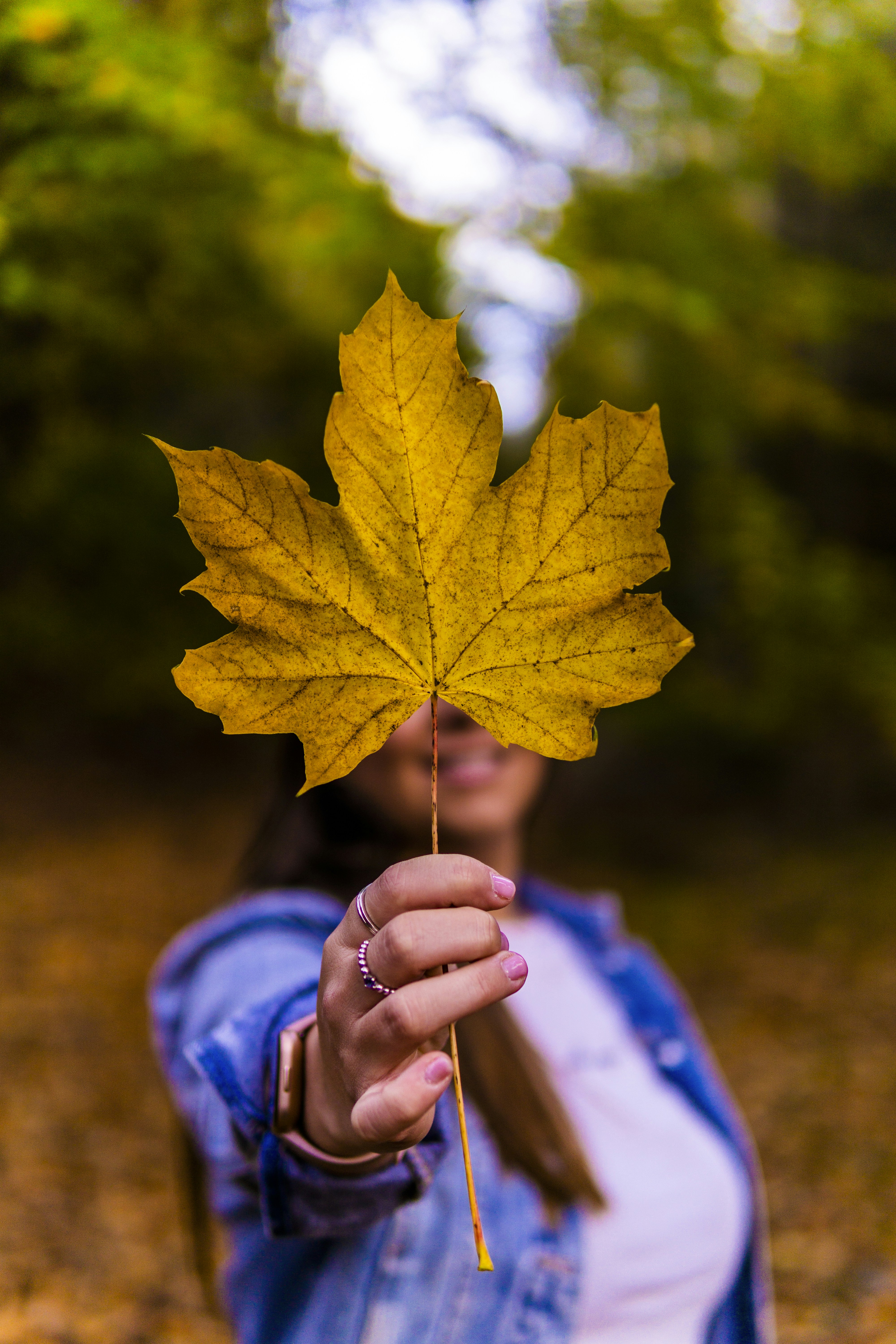 A person holds a large yellow maple leaf in front of their face, surrounded by a blurred autumn forest backdrop.