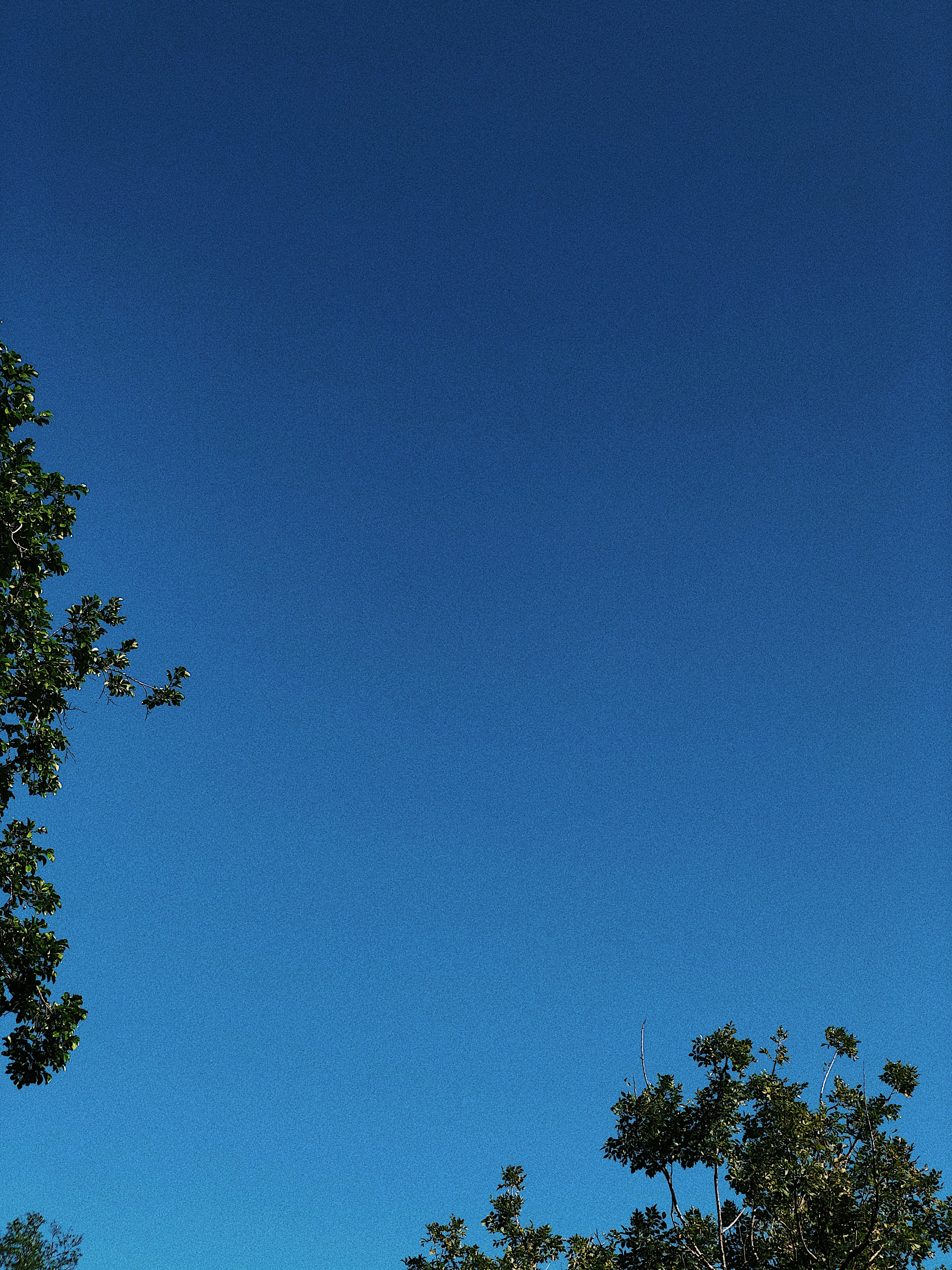 Lush green leaves frame a clear blue sky, creating a tranquil atmosphere. The vibrant contrast highlights the essence of a peaceful day outdoors.