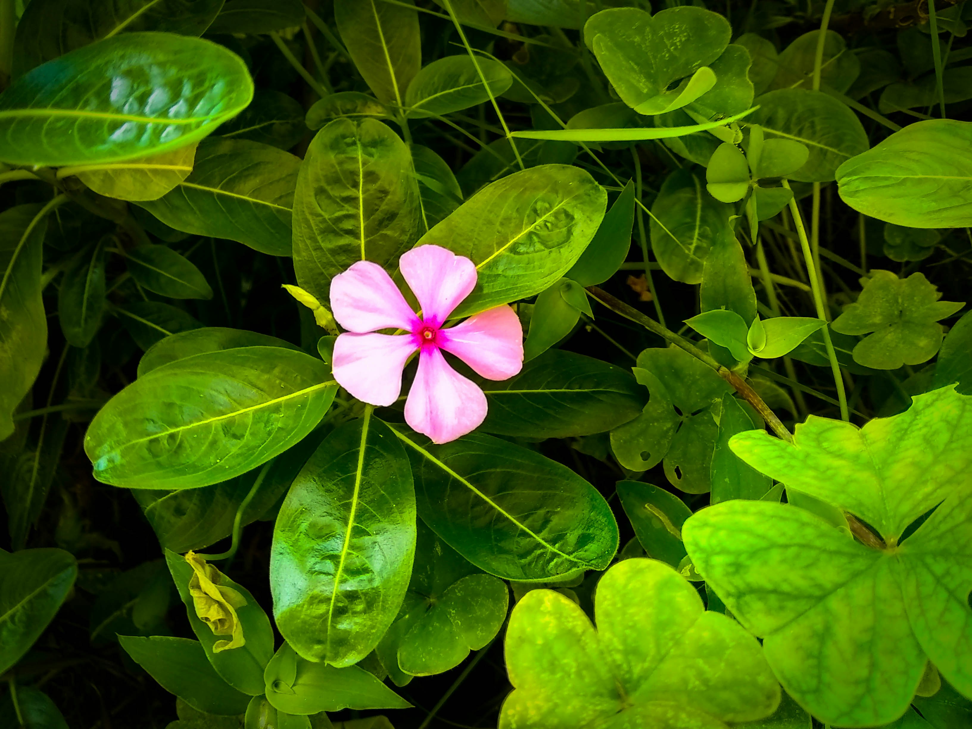 Foto Flor rosa de 5 pétalos en flor durante el día – Imagen Venezuela ...
