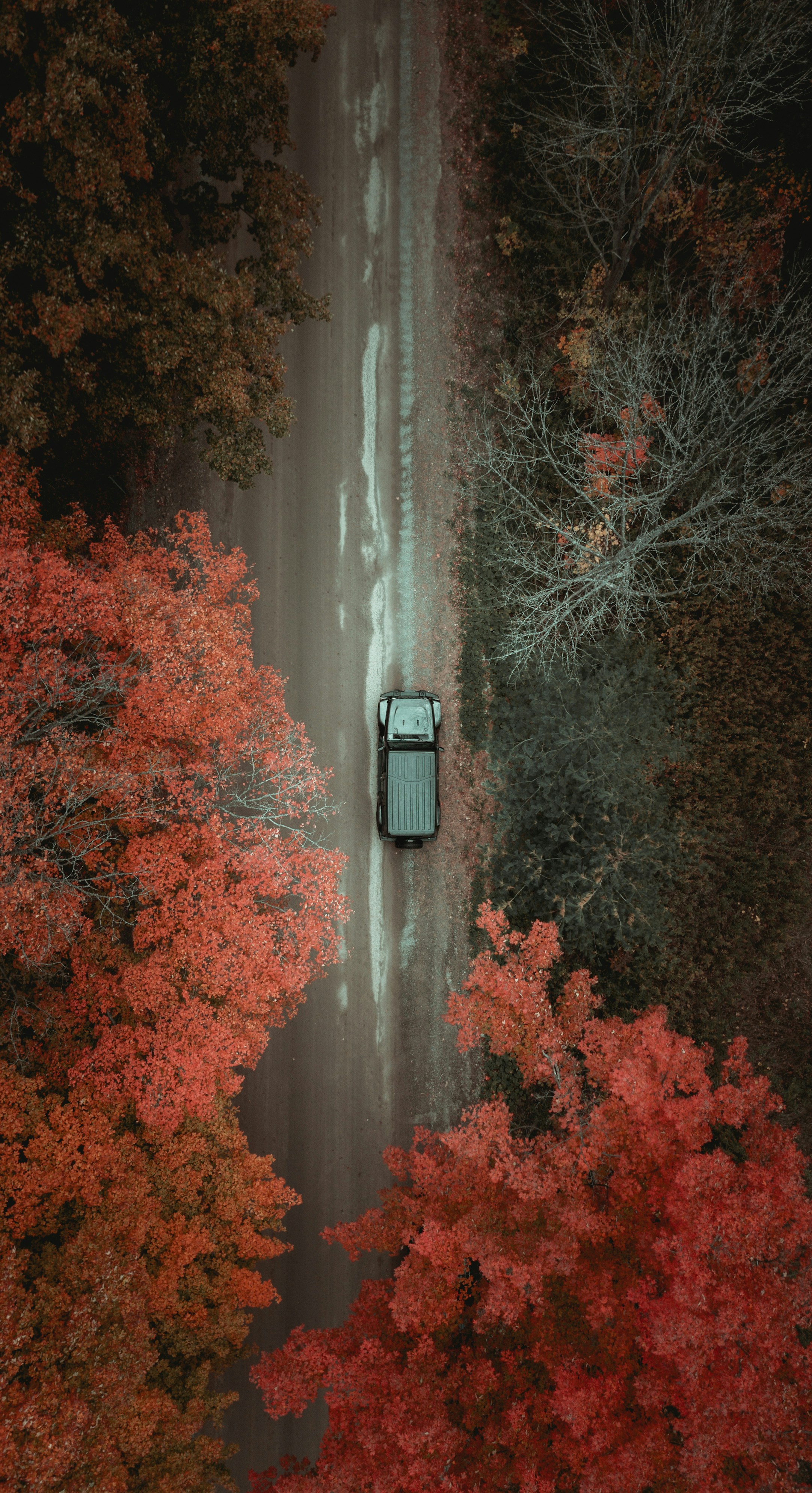 Aerial view of a vehicle traveling down a dirt road flanked by vibrant autumn foliage in shades of red and orange.