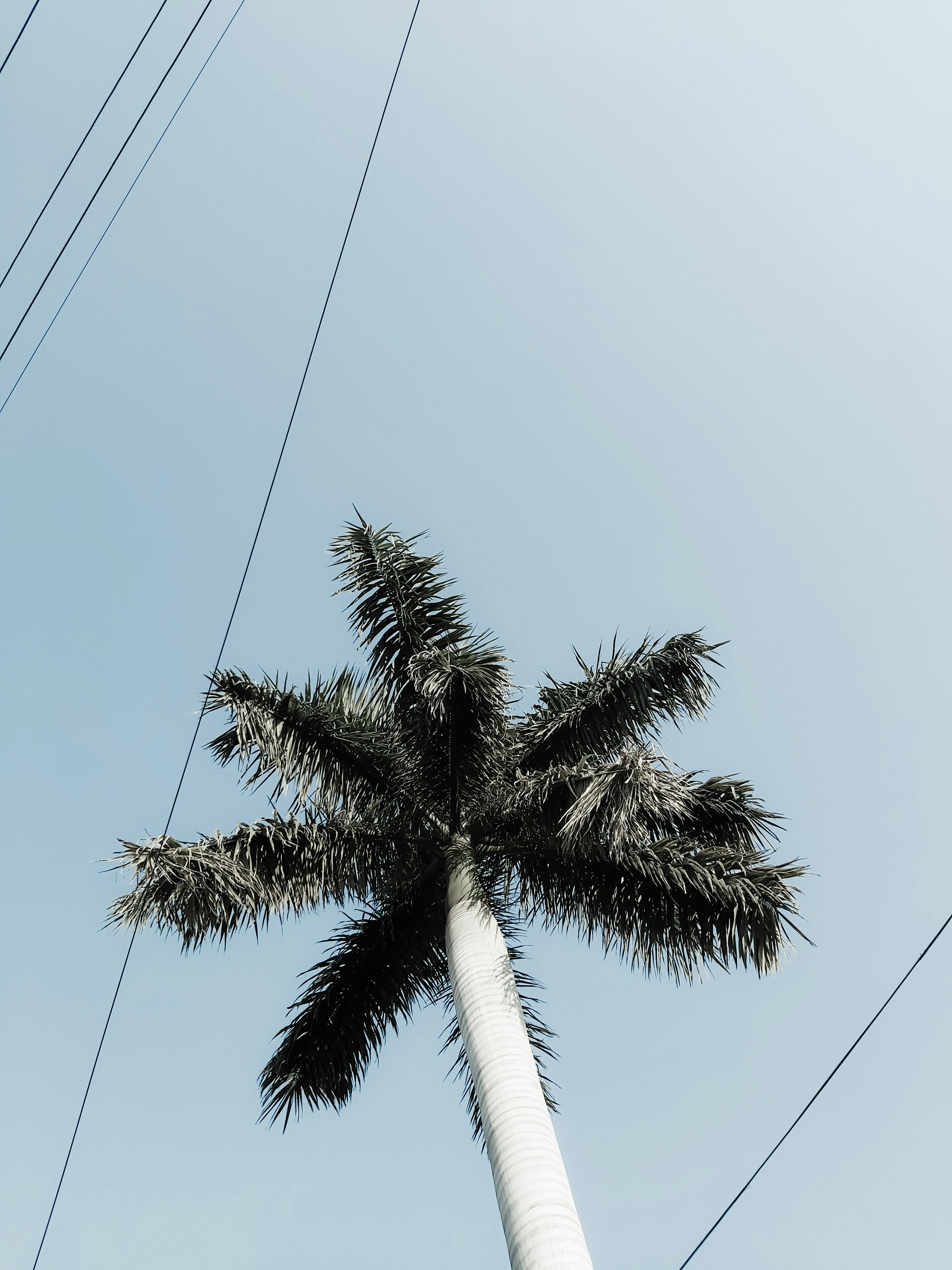 Skyward Palm: A Pale Trunk Reaches Toward a Clear Day
