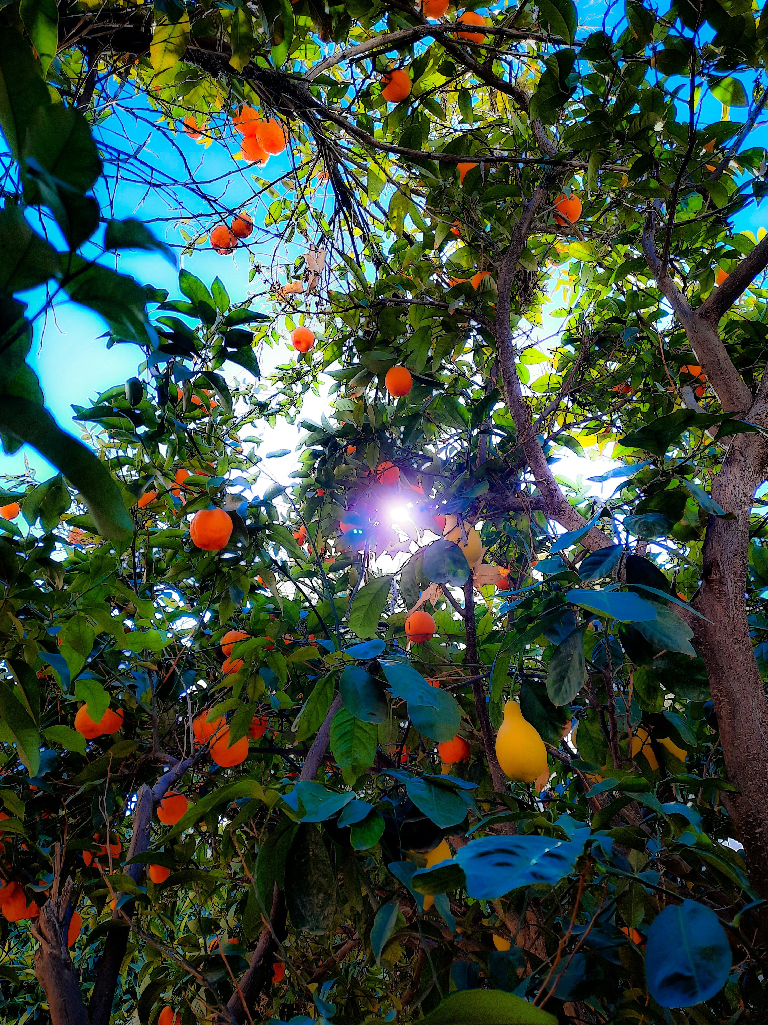 Lush citrus tree adorned with vibrant oranges and a single yellow fruit, illuminated by soft sunlight filtering through the leaves.