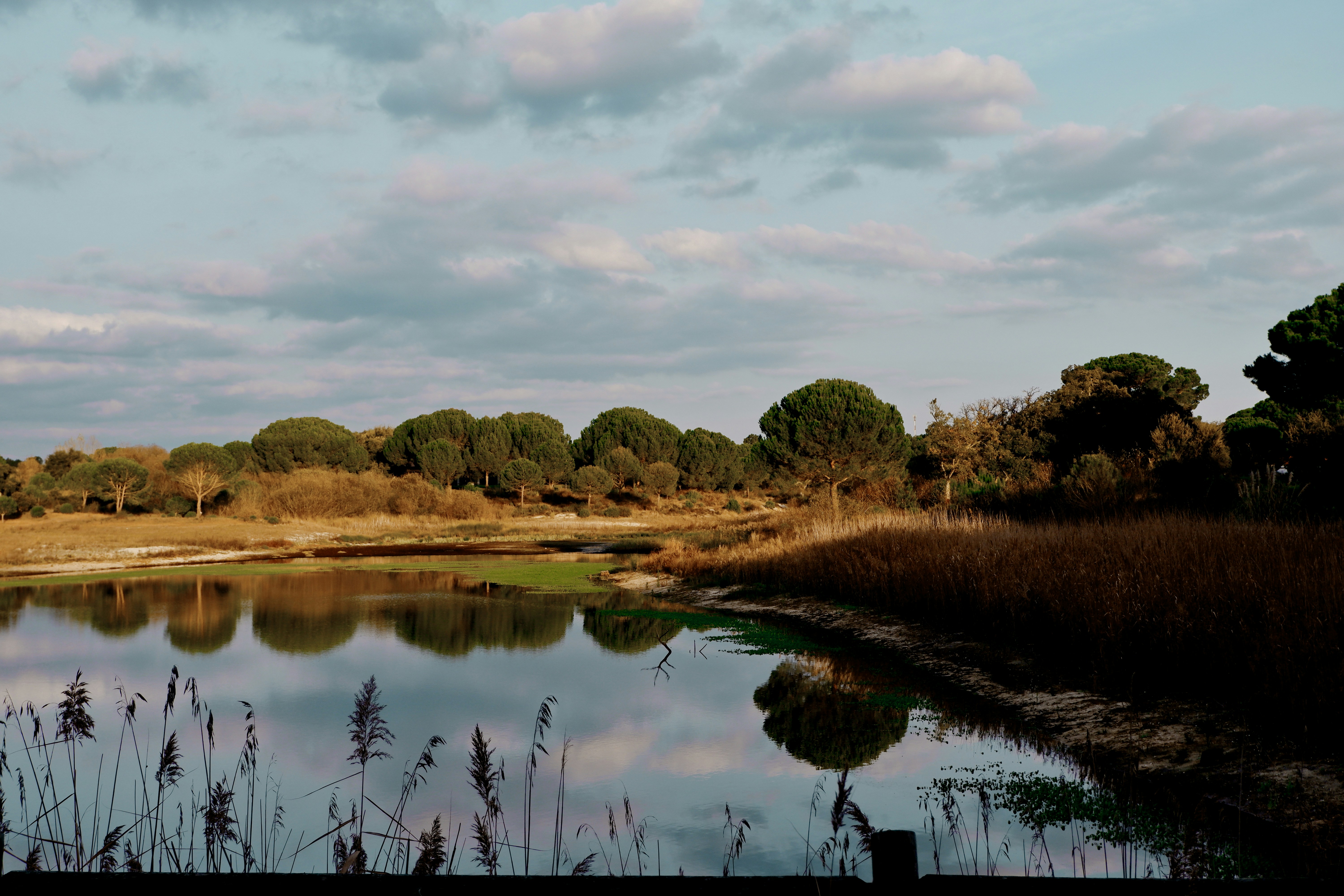 Horizon Pines over a Glassy Marsh