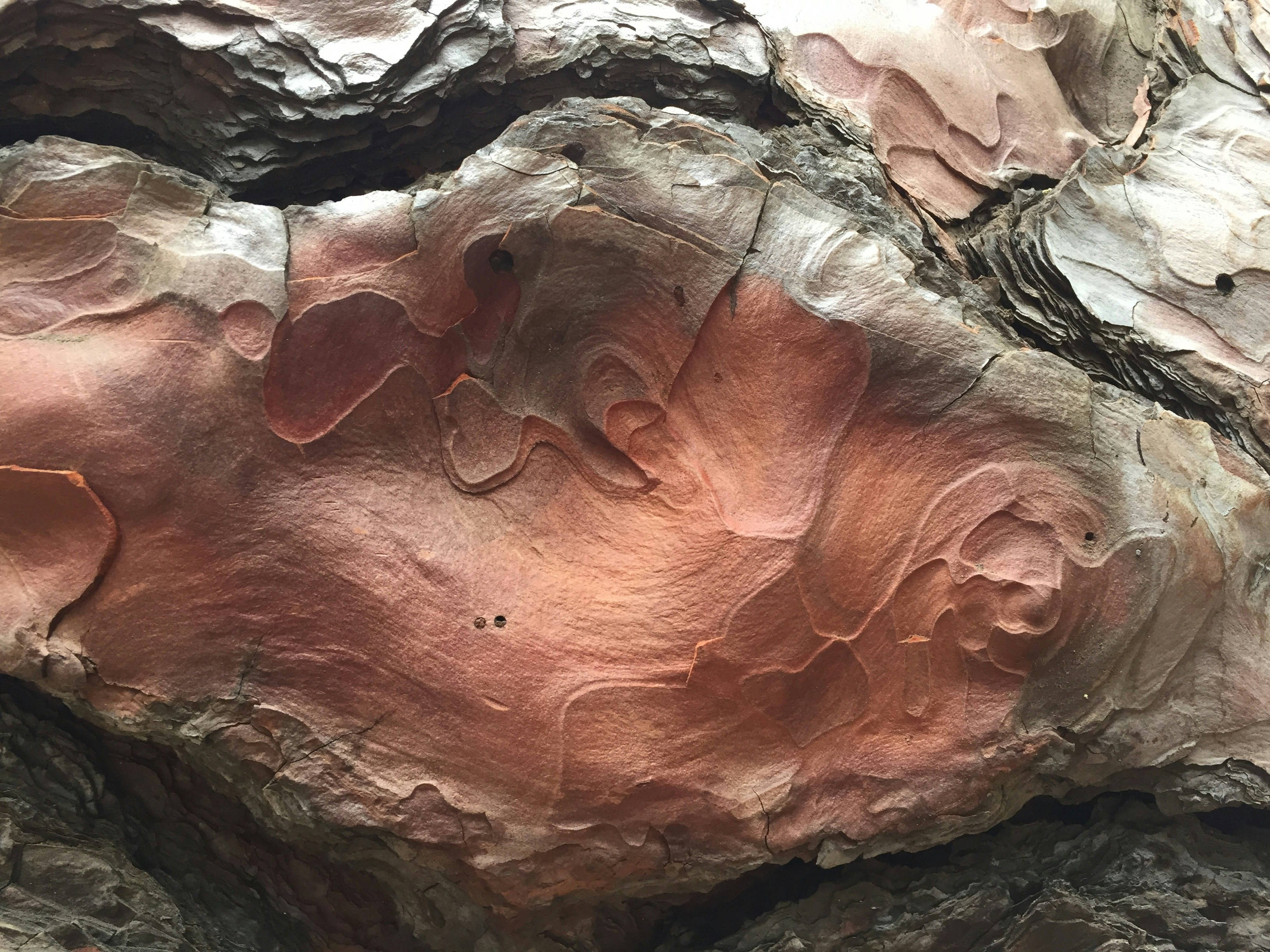 Intricate textures of Canary Islands pine bark displaying natural swirling patterns in warm hues.