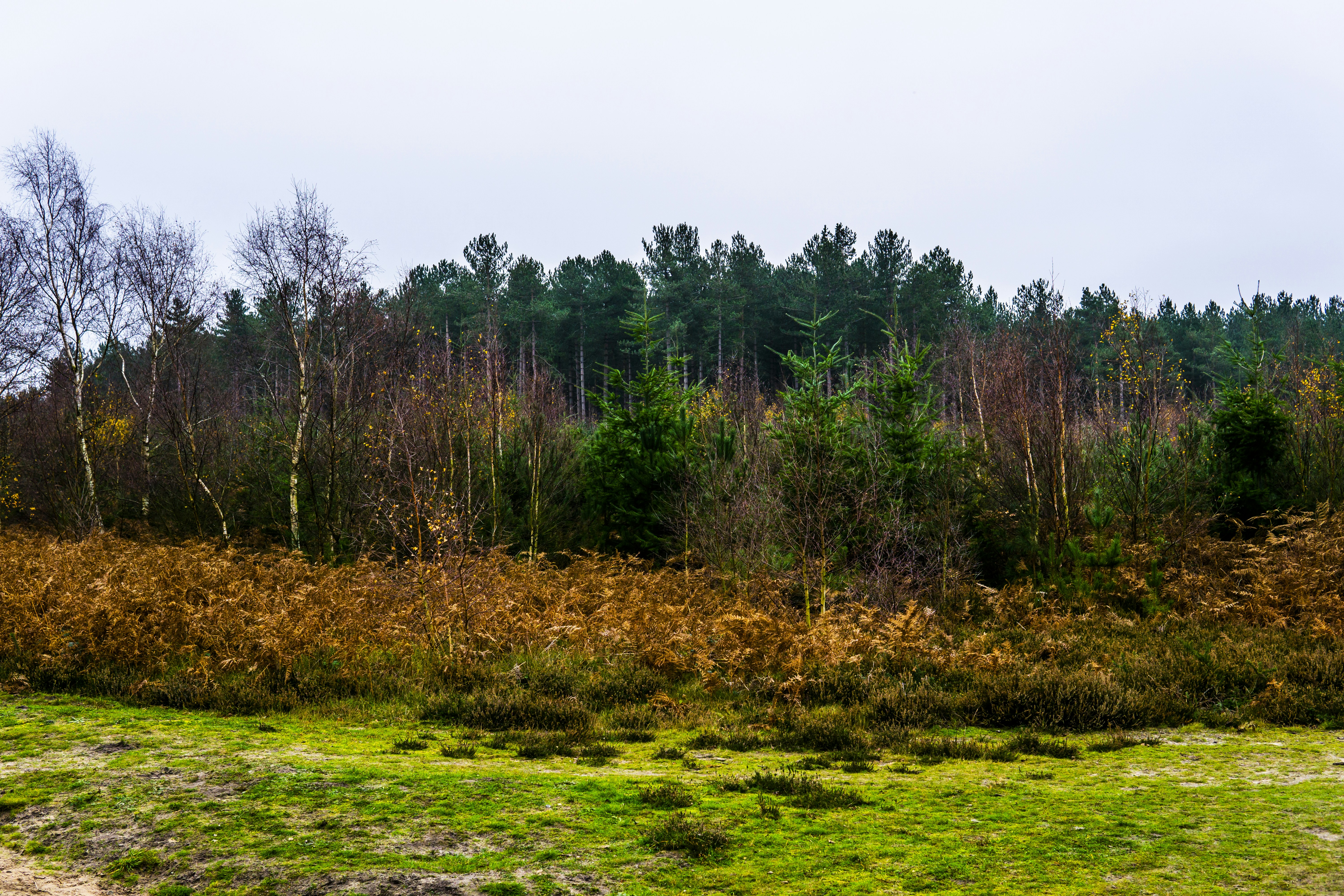 green grass field with trees