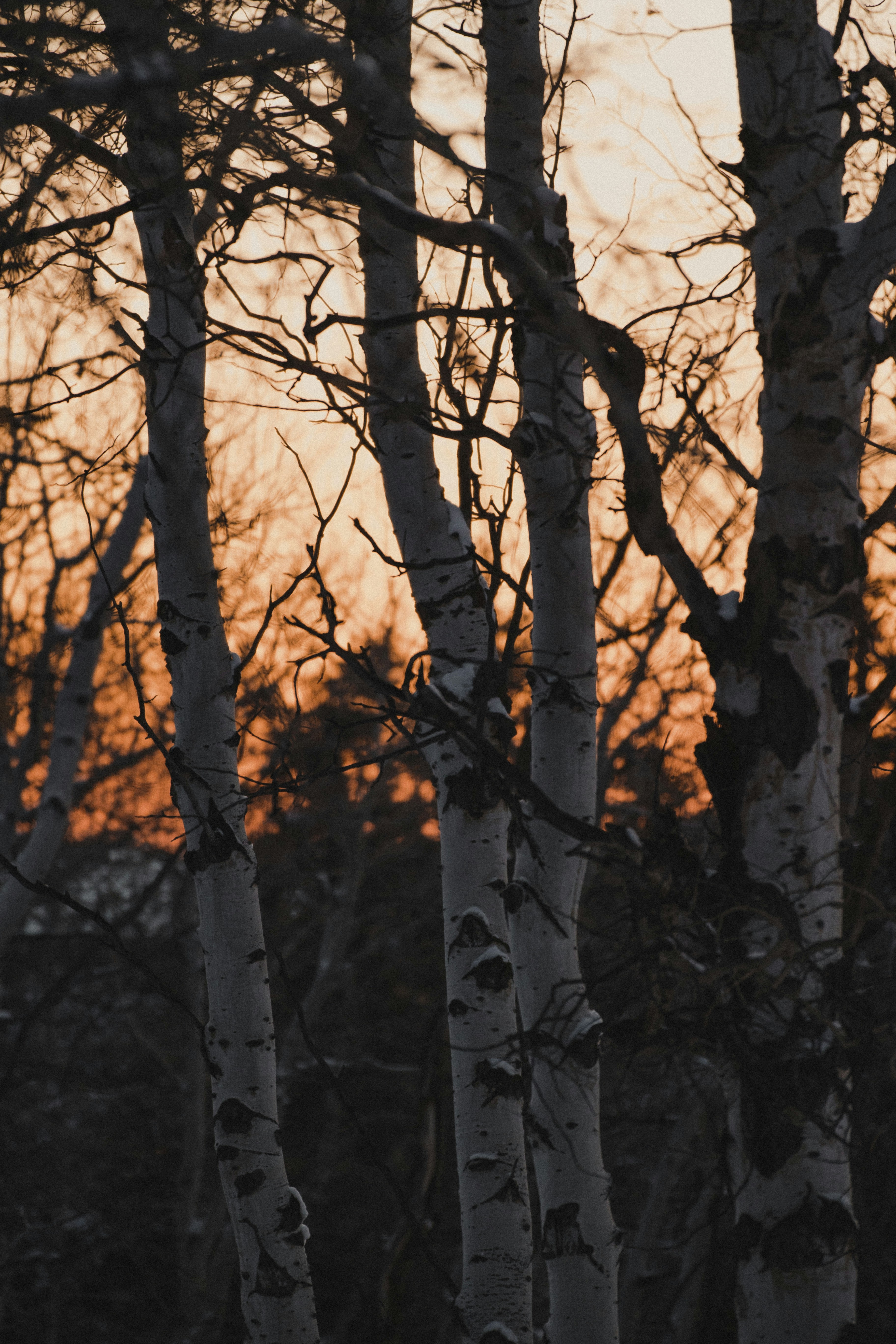 Brown tree branches during daytime photo – Free Usa Image on Unsplash