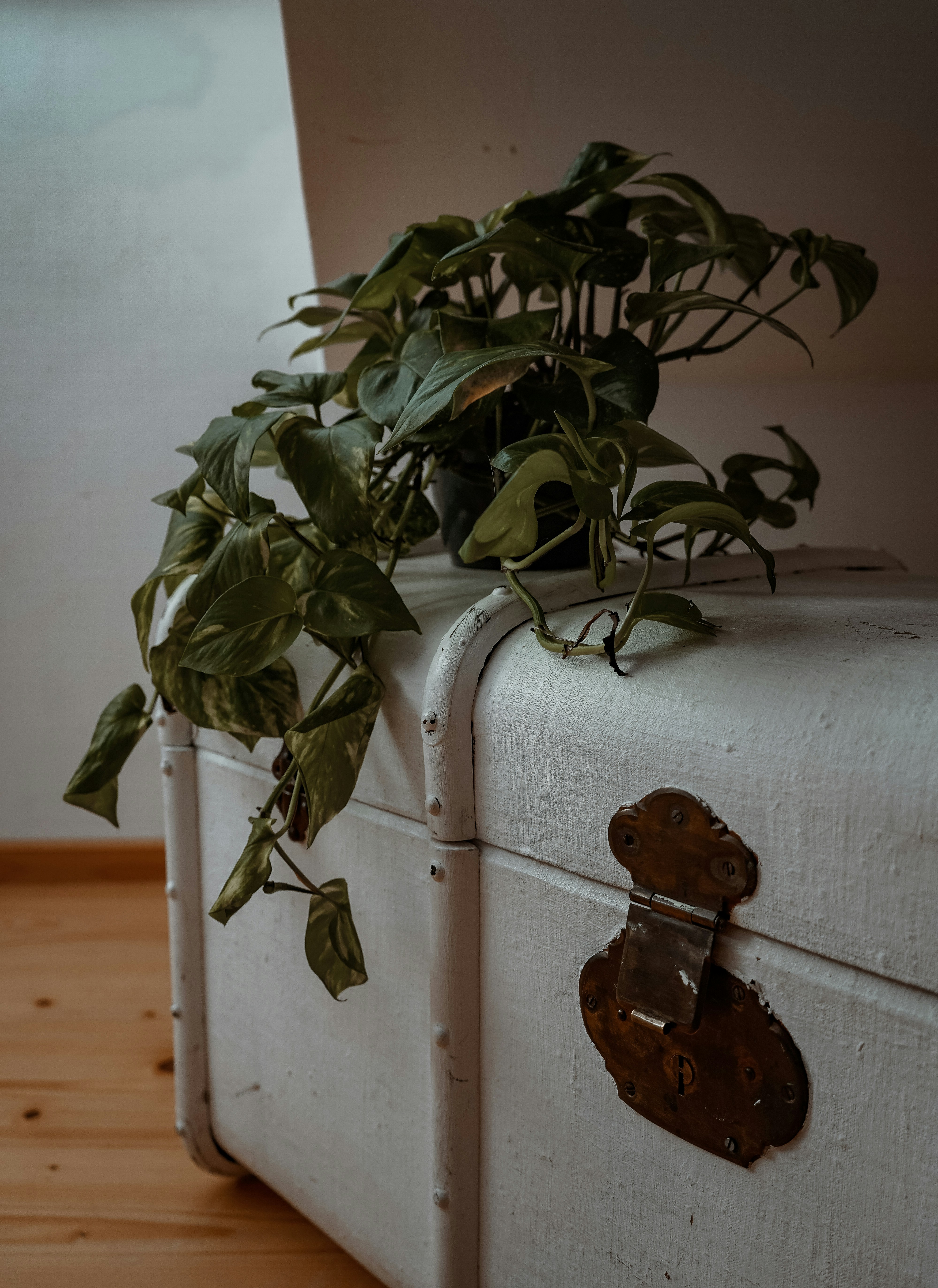 A lush green plant cascades over a vintage trunk, blending natural beauty with rustic decor. The soft light enhances the tranquility of the scene.
