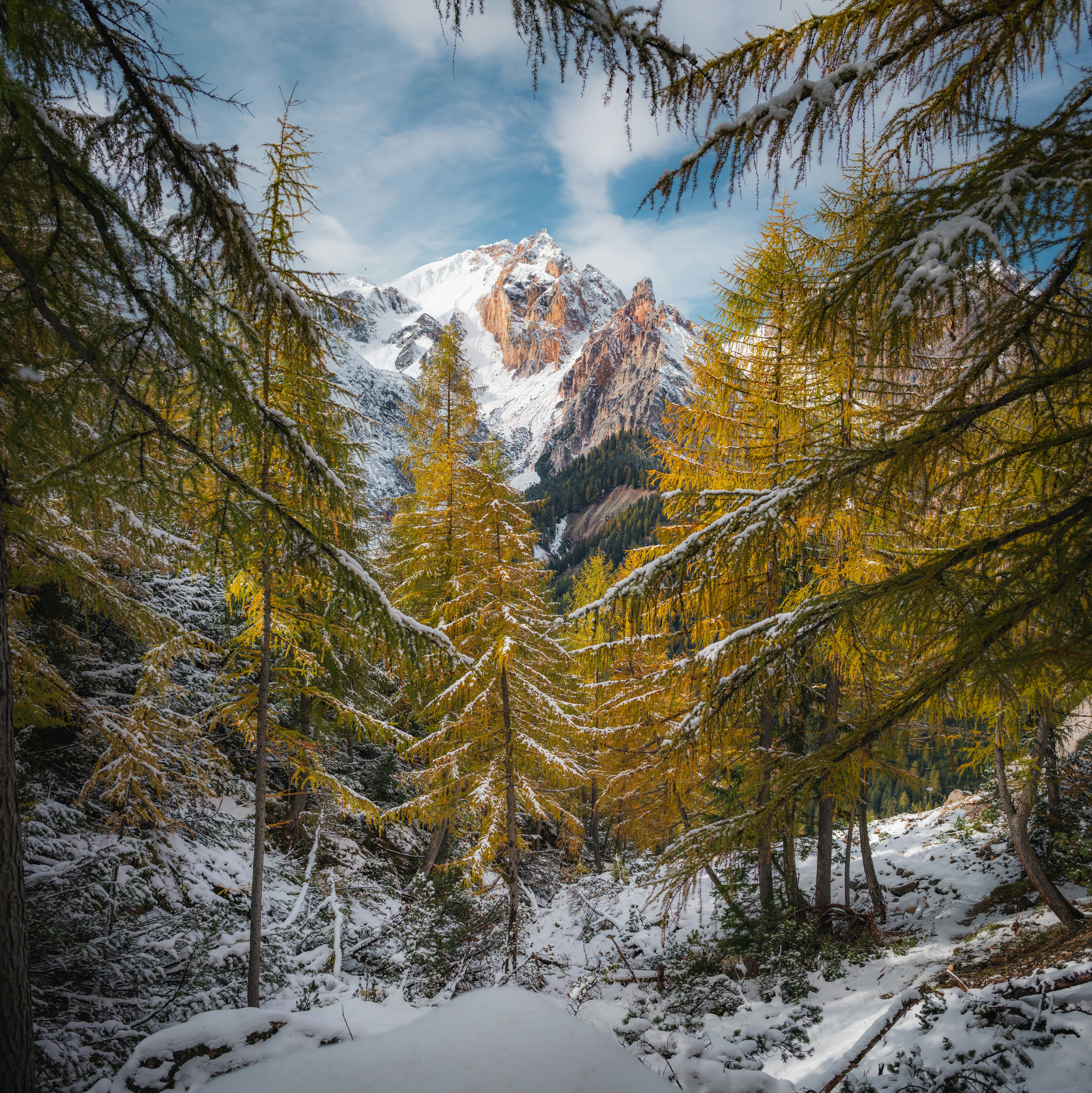 Snow-kissed firs frame a sunlit alpine peak
