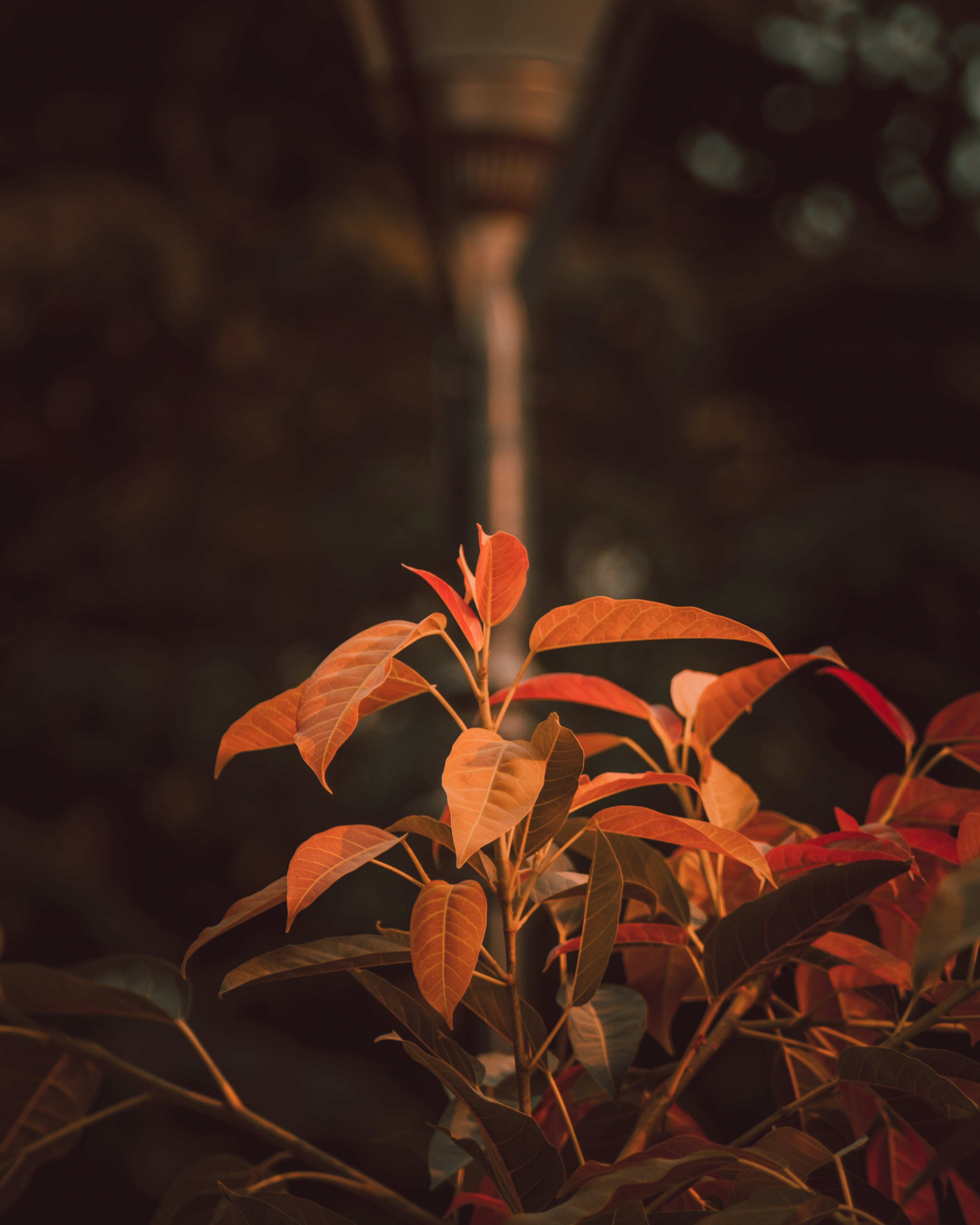 Ember Leaves in Velvet Night: A Close-Up Study of Color and Light