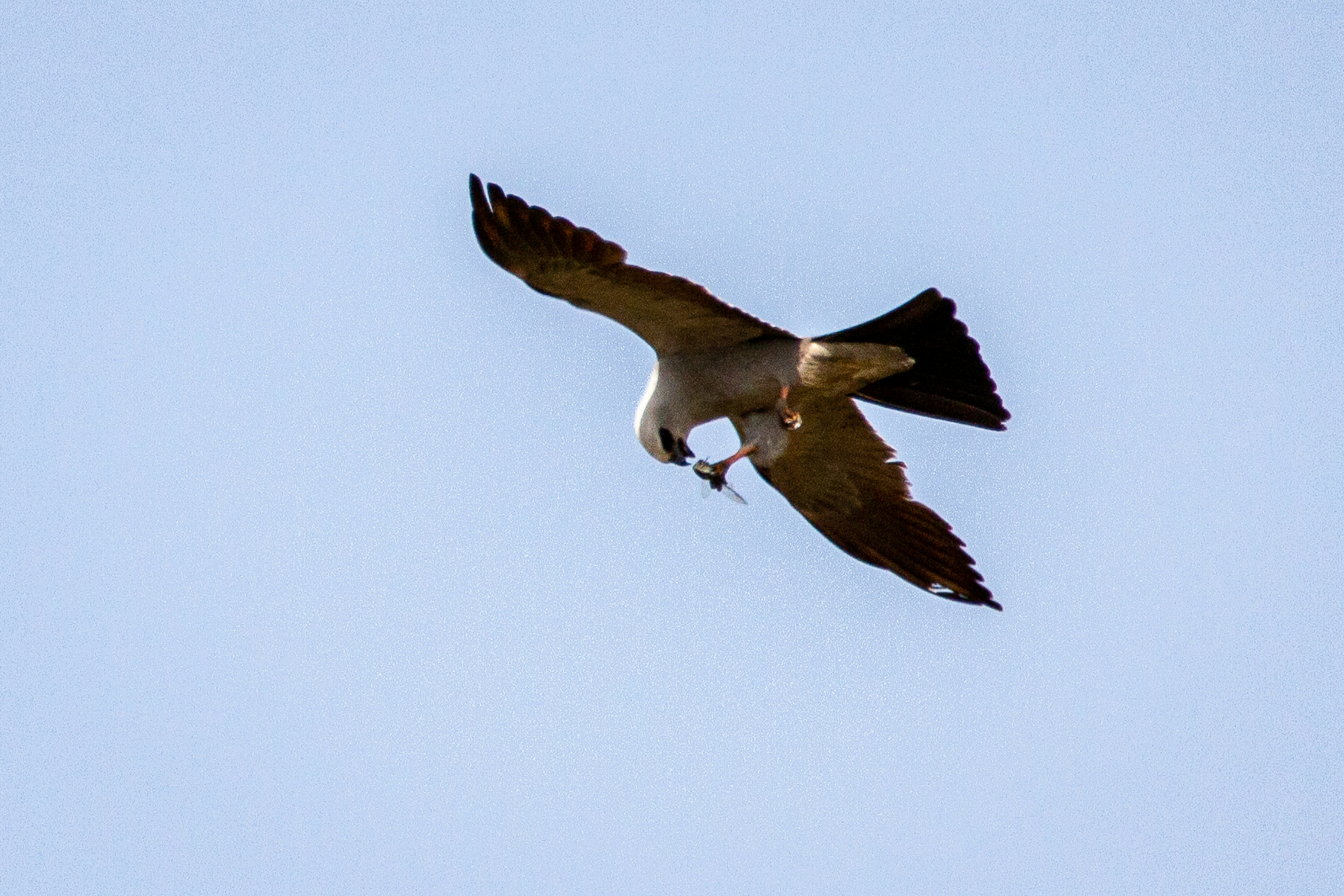 A bird of prey soaring through a clear blue sky, clutching its catch in talons. The image showcases the grace and agility of the raptor.