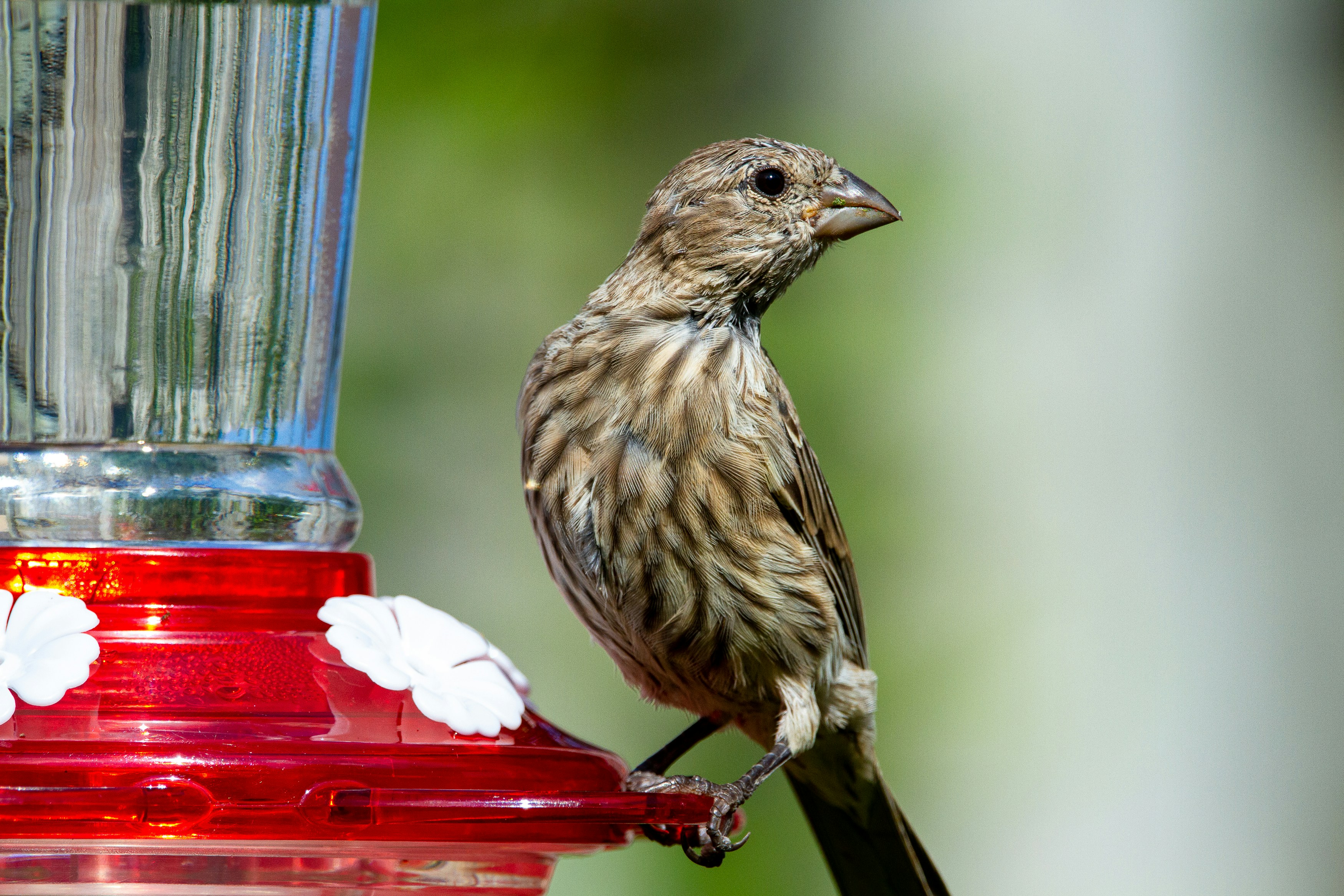 A female house finch since on the wrong feeder, wondering how the hummingbirds get to that delicious nectar.
