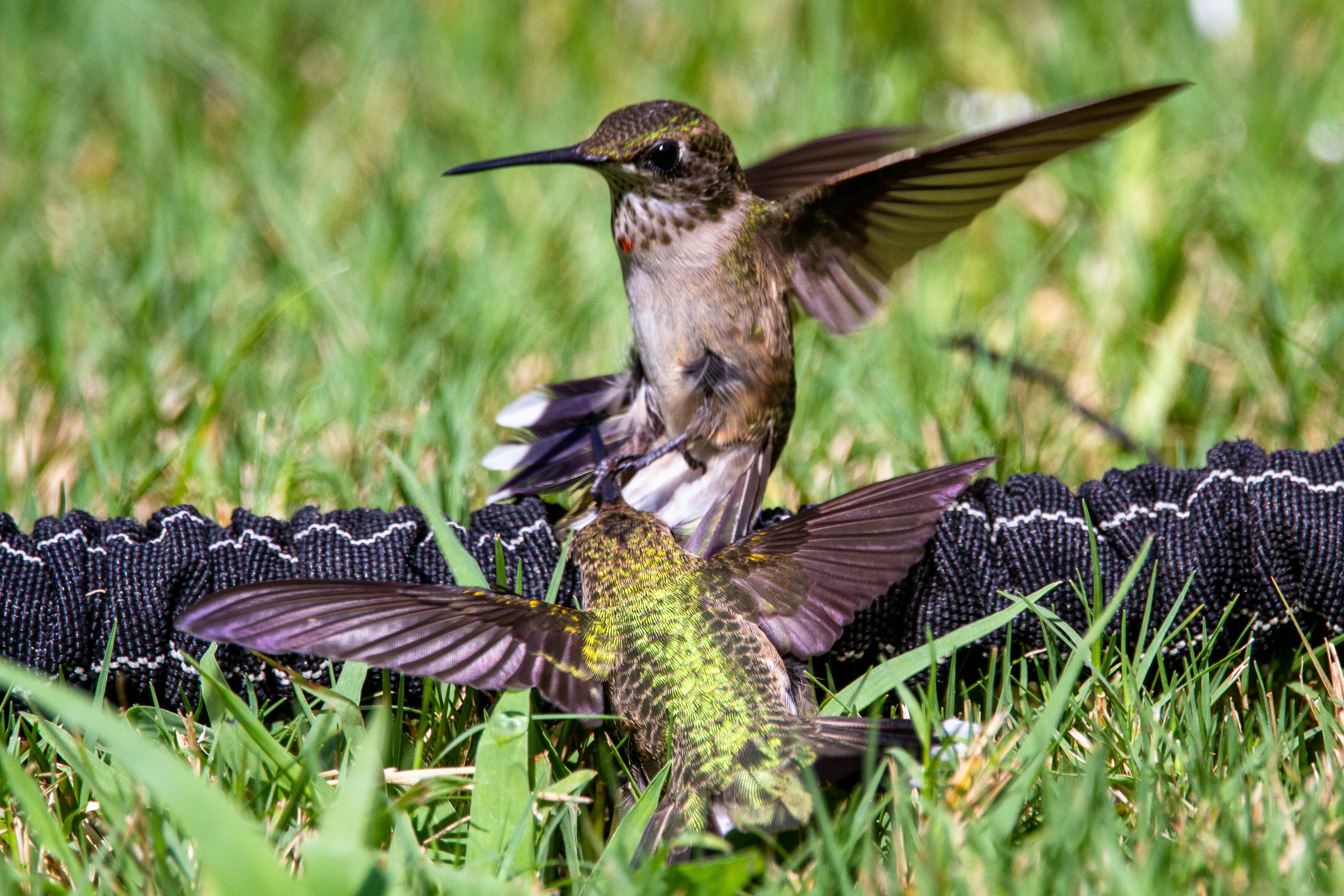Dance of the Hummingbirds: A Duel in Midair