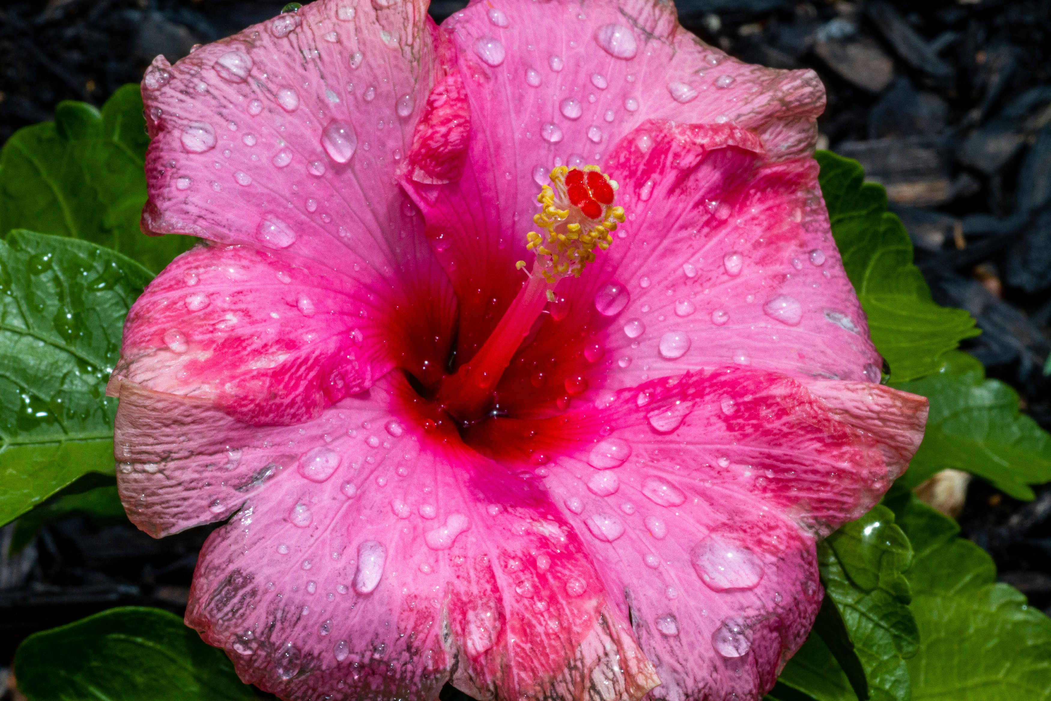 Dew-Kissed Hibiscus: A Pink Bloom Framing a Crimson Core