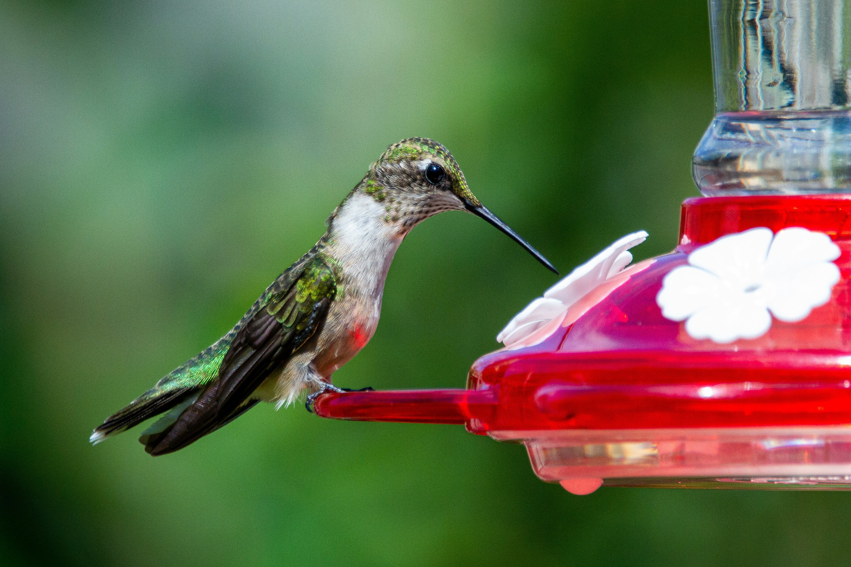 A hummingbird perched delicately at a vibrant red feeder, showcasing its iridescent feathers against a blurred green background.