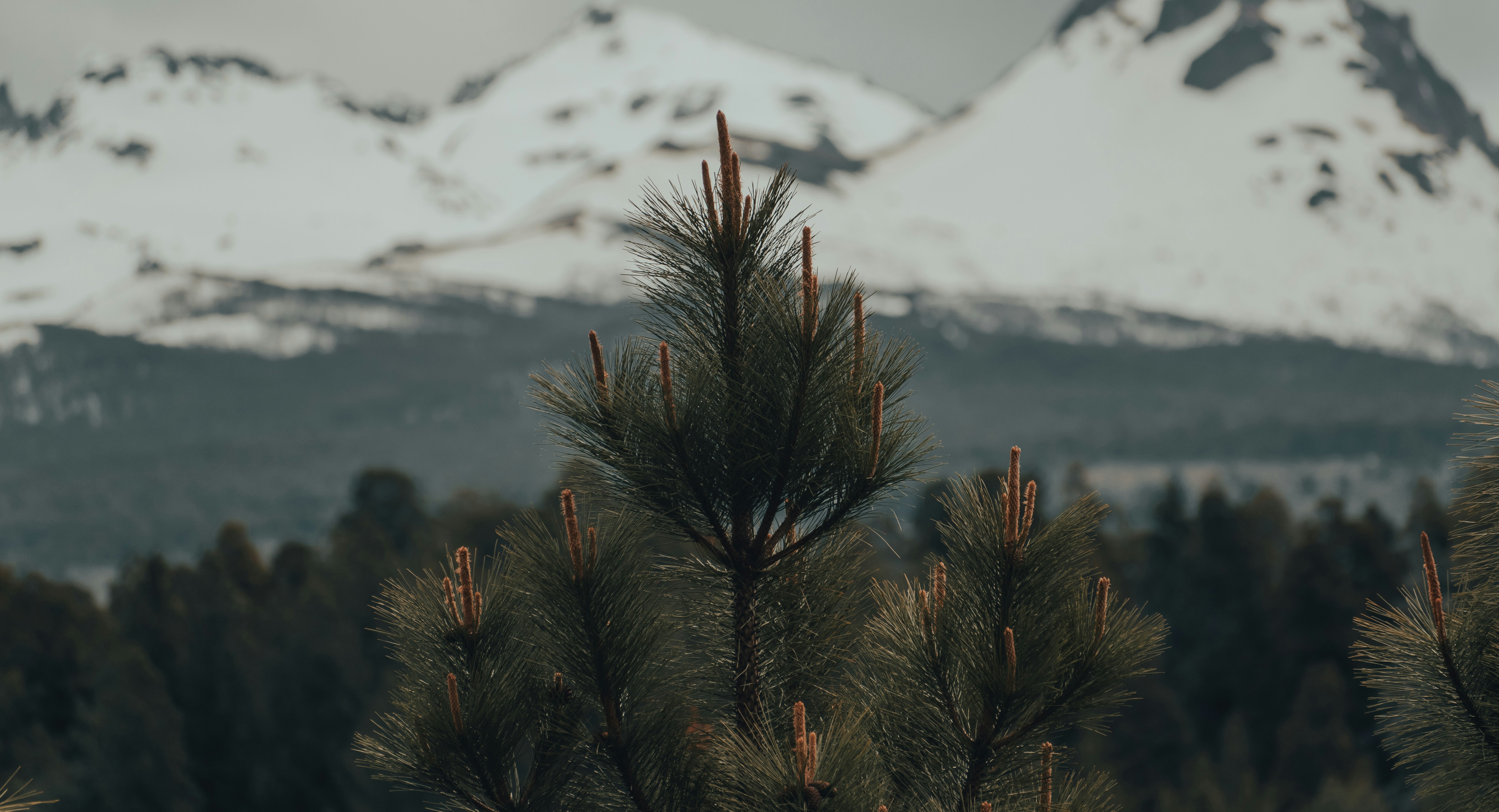 brown pine tree near snow covered mountain during daytime