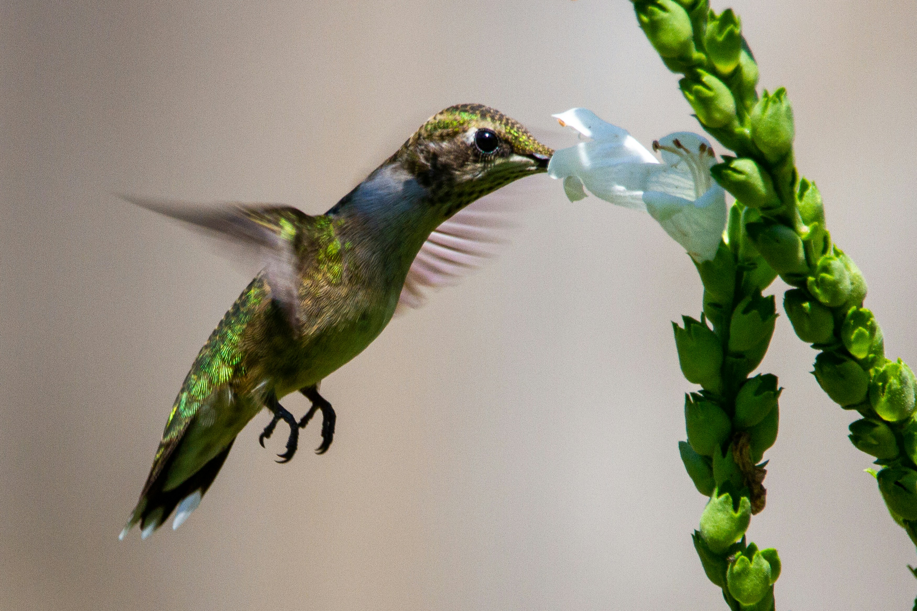 A juvenile ruby-throated hummingbird gathers nectar from the obedient plant.