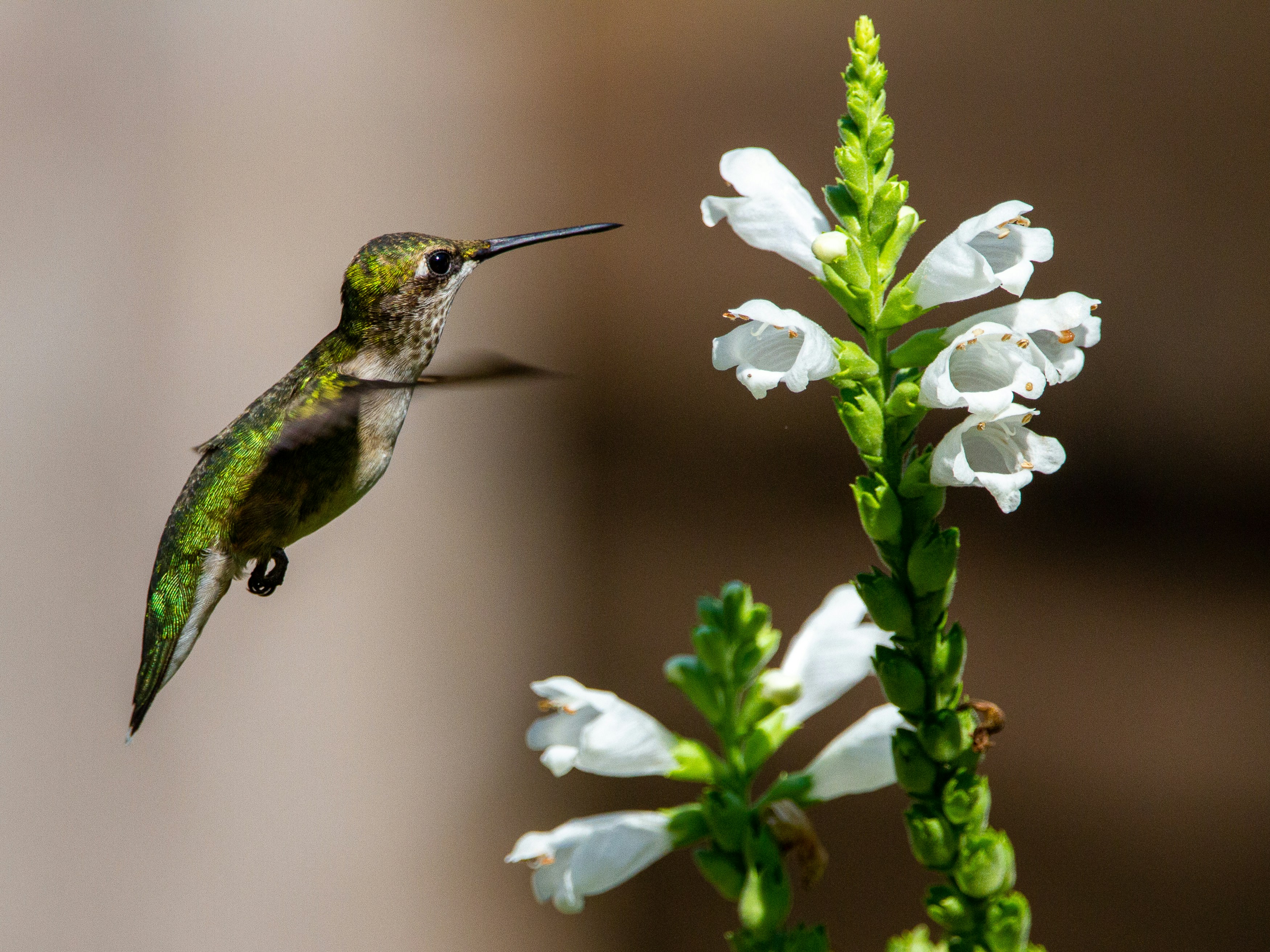 Hummingbird hovering near delicate white flowers, showcasing its vibrant plumage and agile flight.
