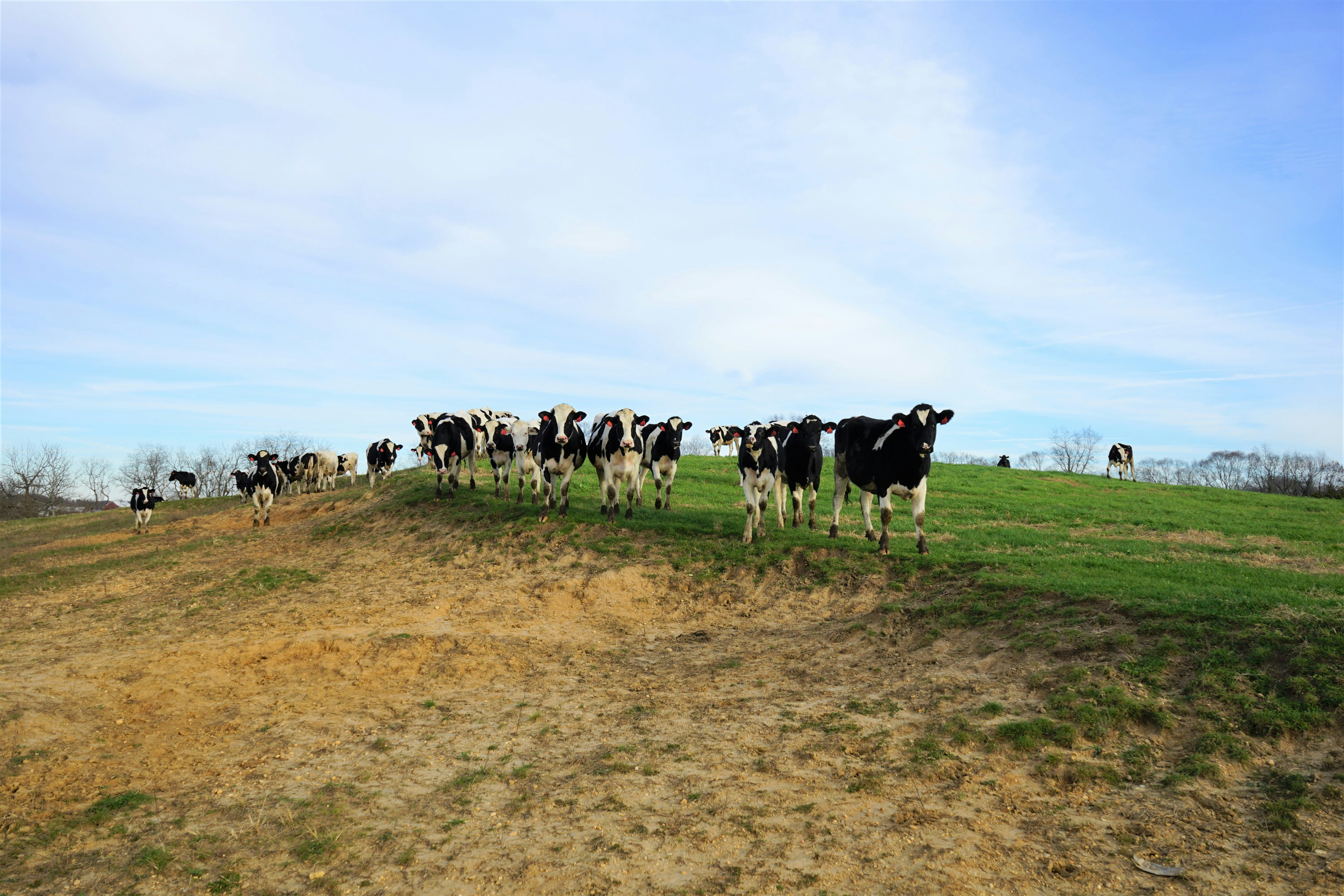 A group of black and white cows grazing on a grassy hill under a partly cloudy sky.