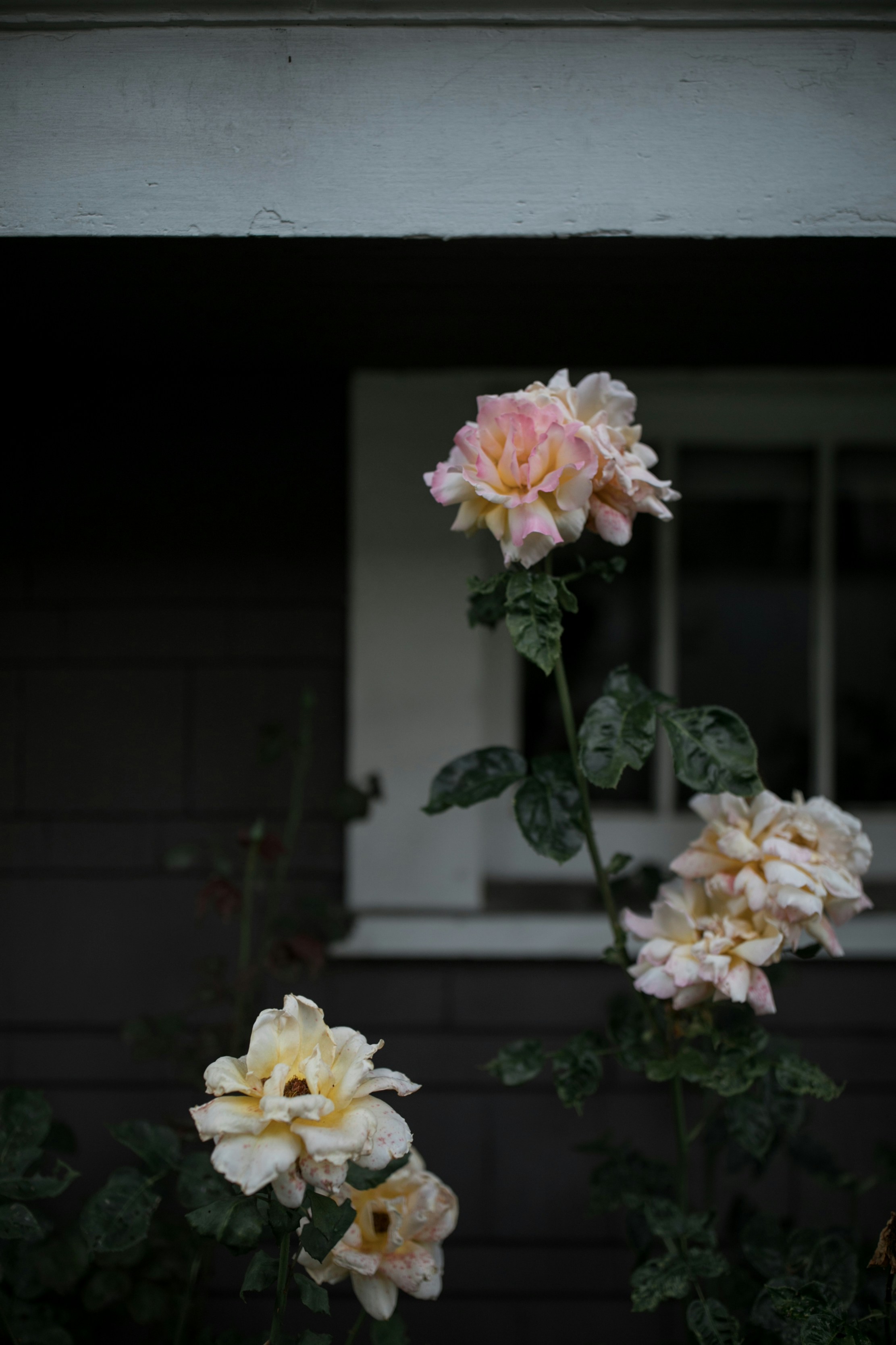 Pale Roses Reaching Through Shadowed Siding