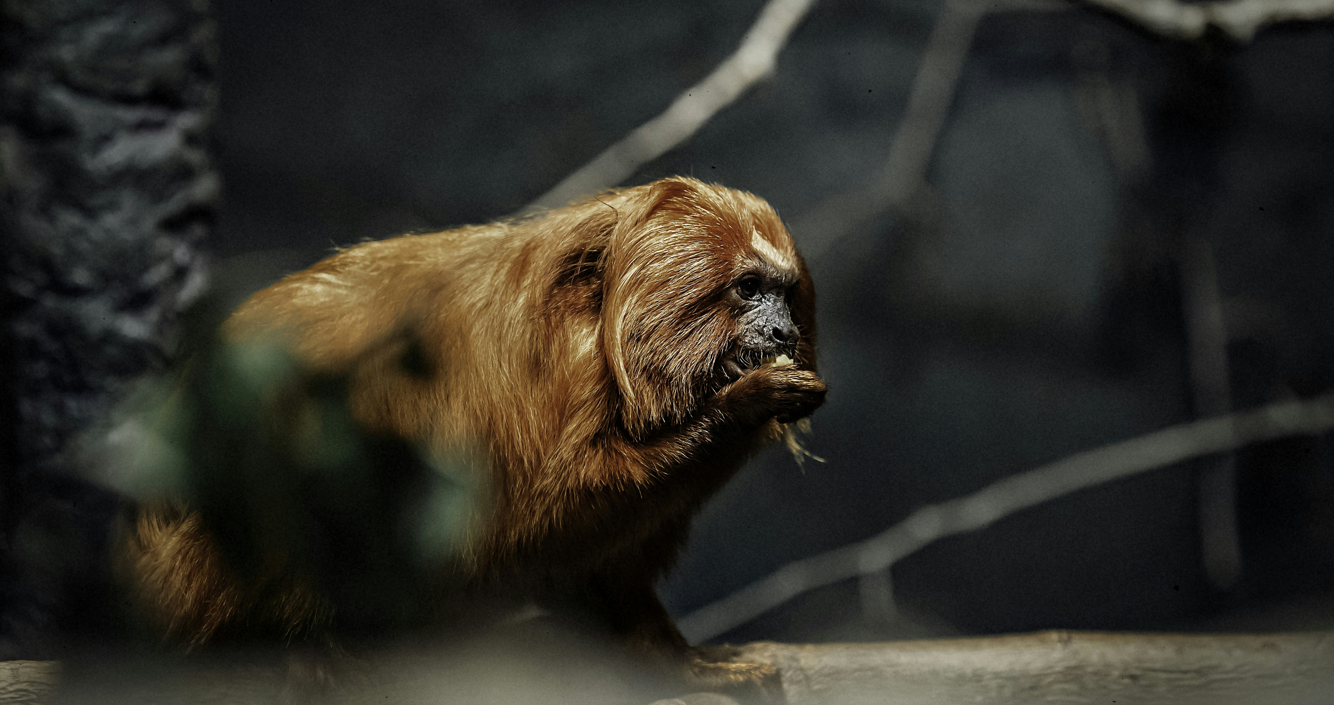 brown long haired animal on white surface