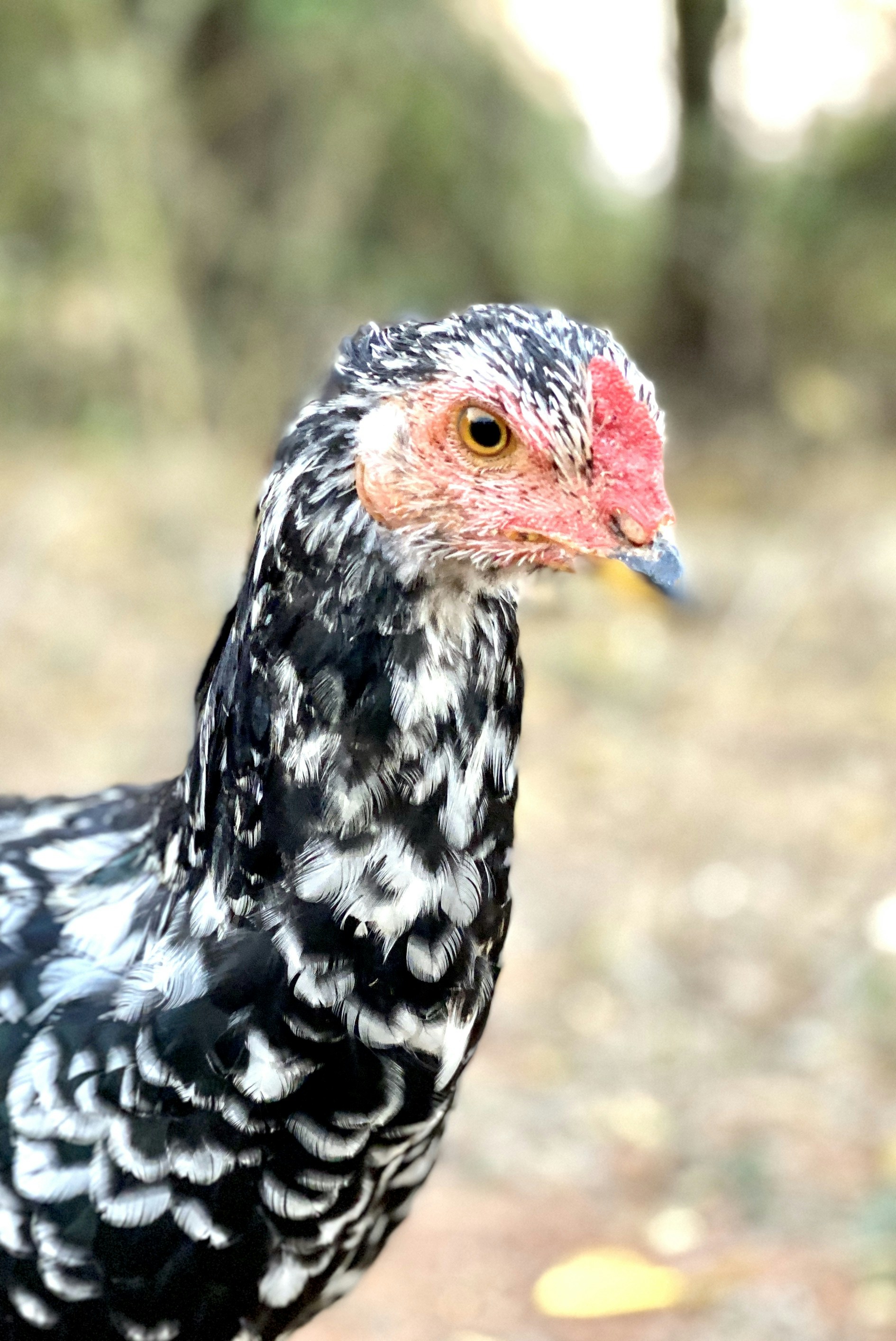 Speckled Hen in Focus