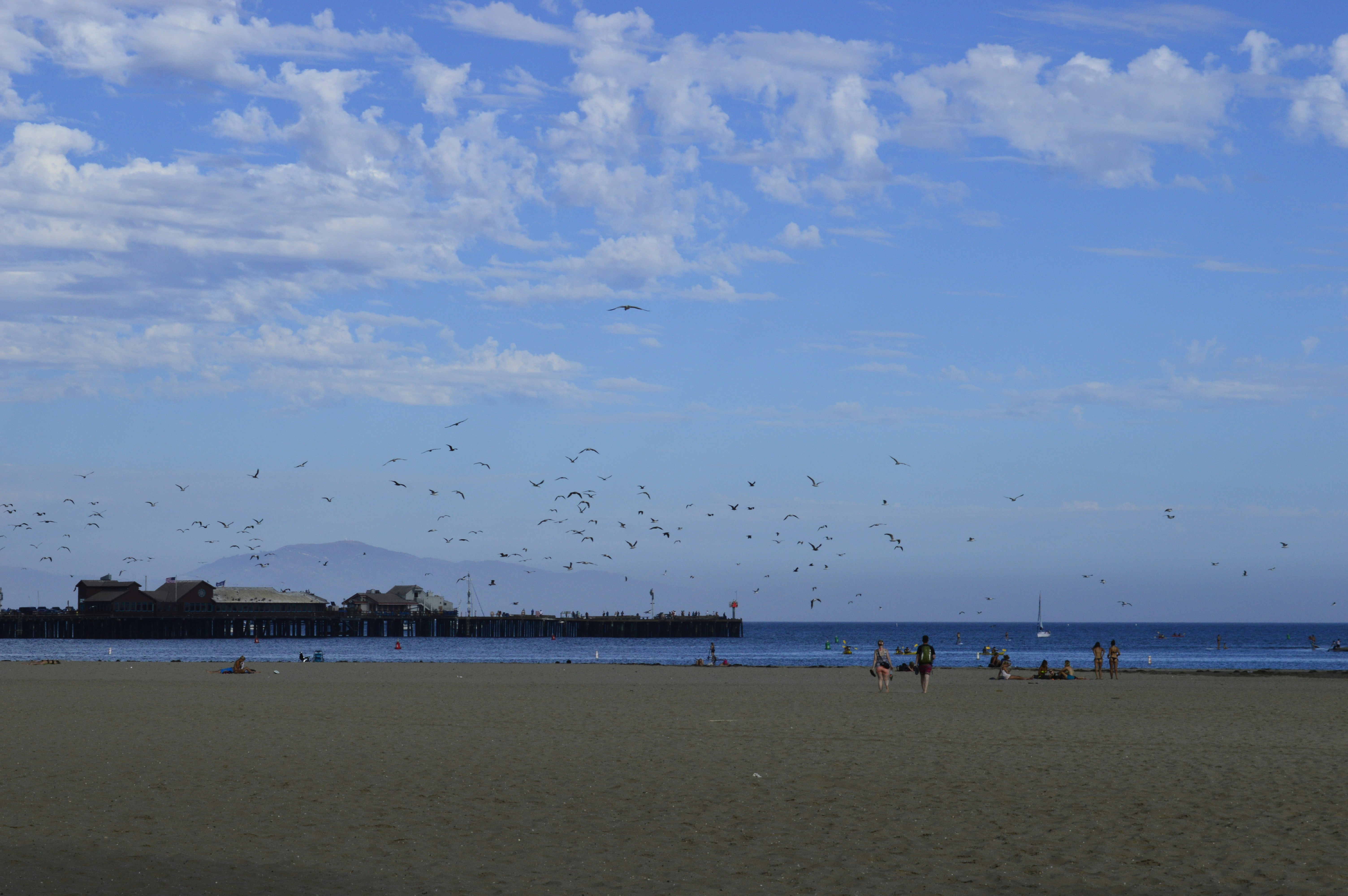 Seagull Chorus over a Quiet Beach and Pier Under a Bright Sky