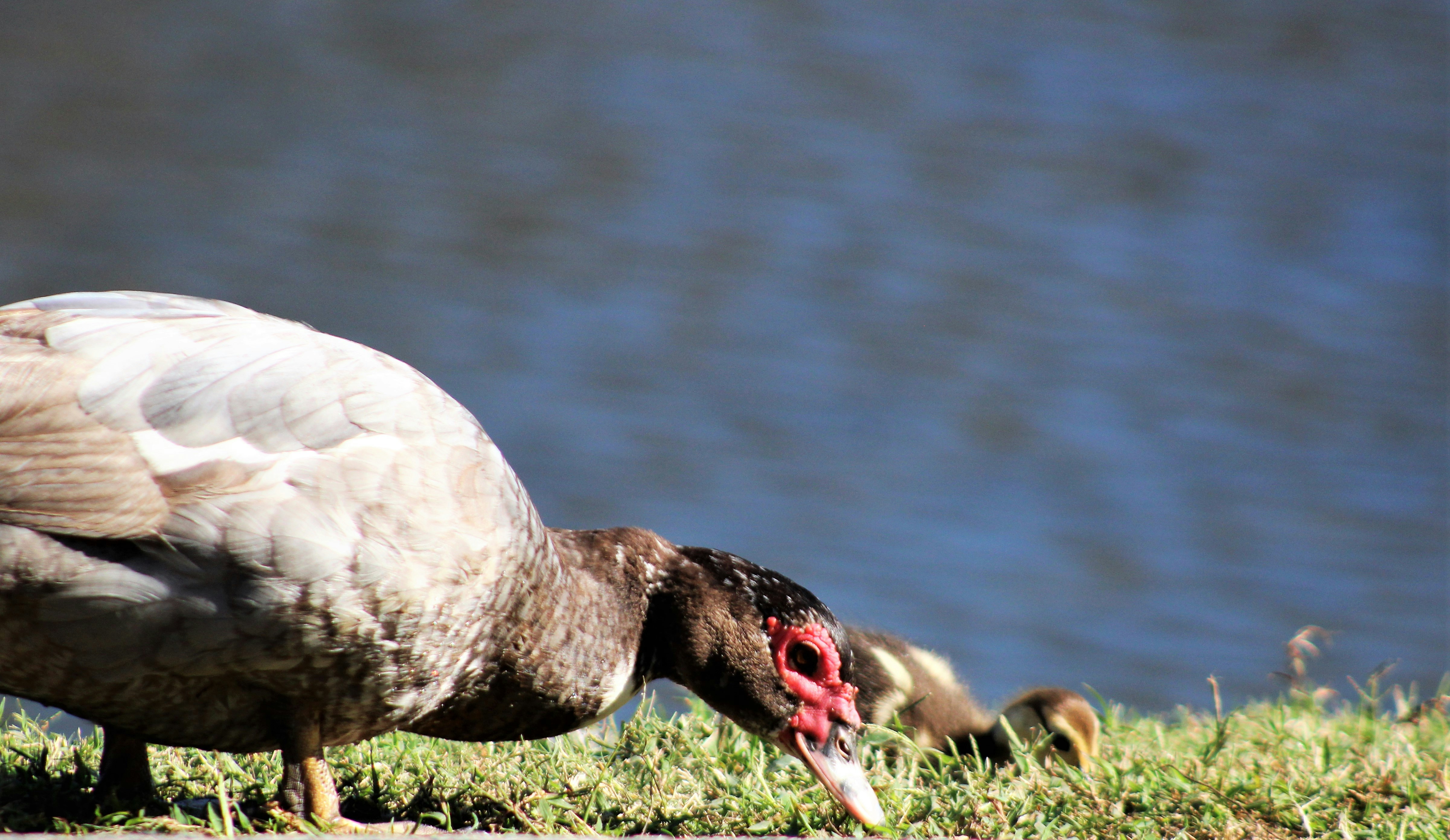Red-Caruncled Goose Forages Along a Grassy Lakeshore