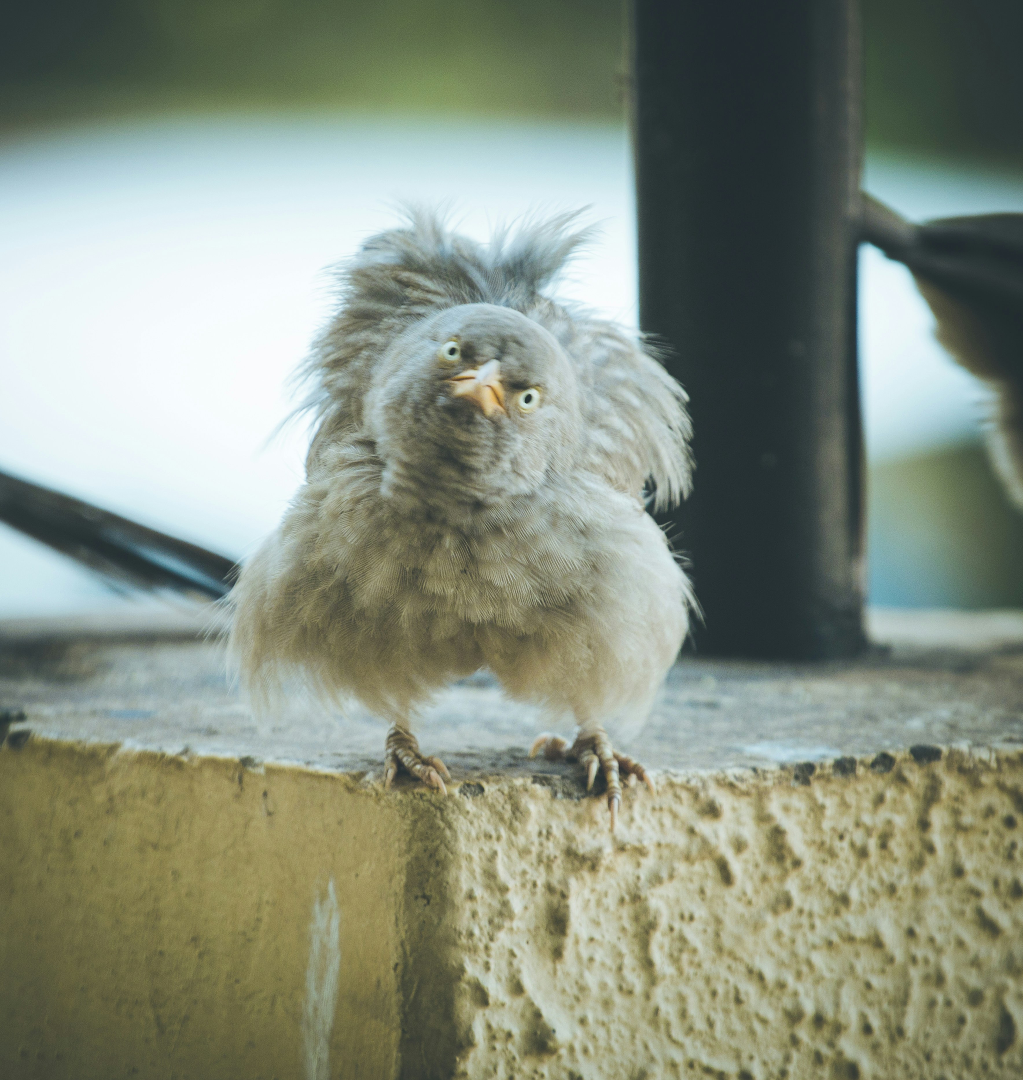 Curious Crested Juvenile Perches on a Concrete Ledge