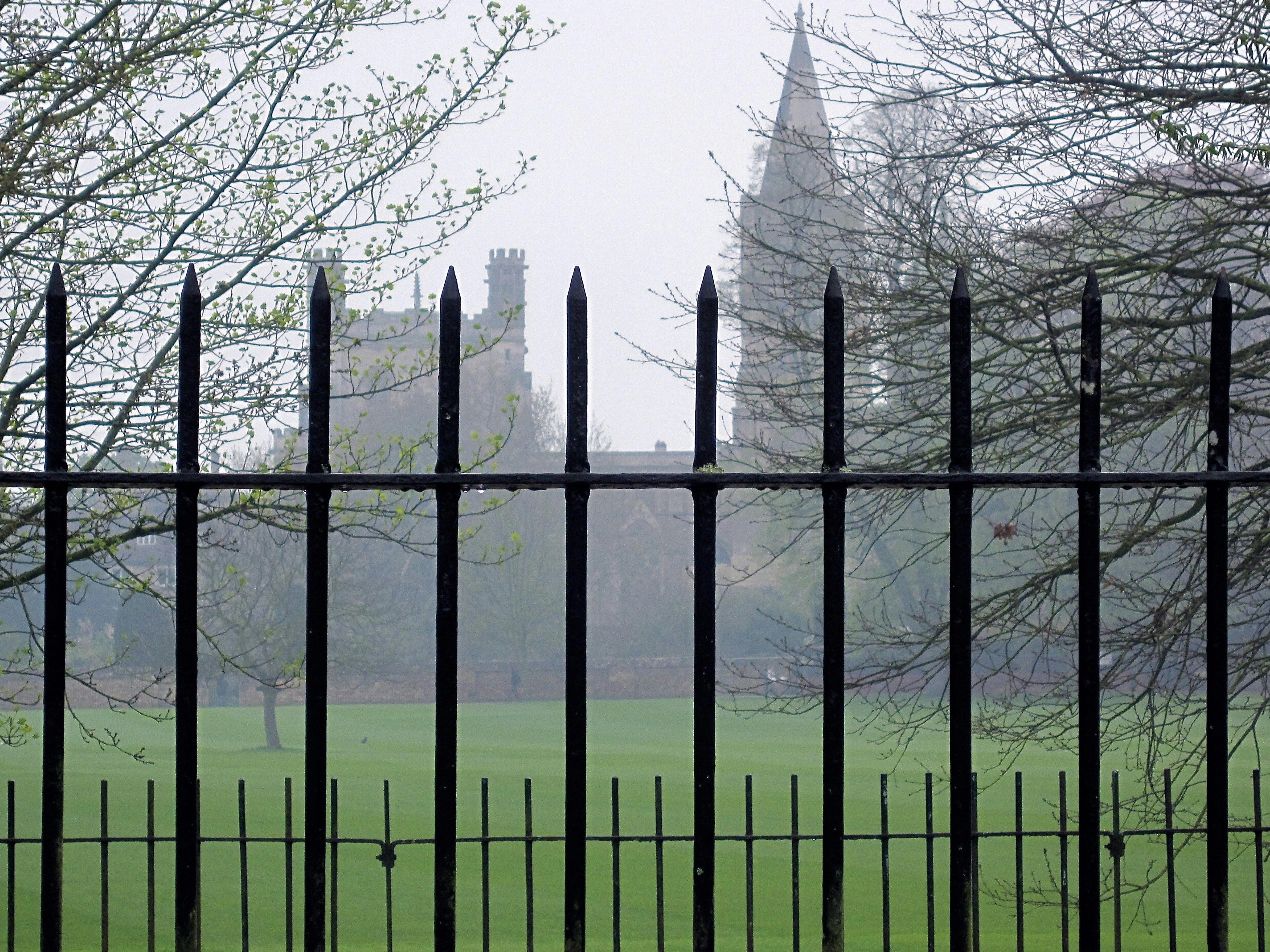 bare trees on green grass field during daytime