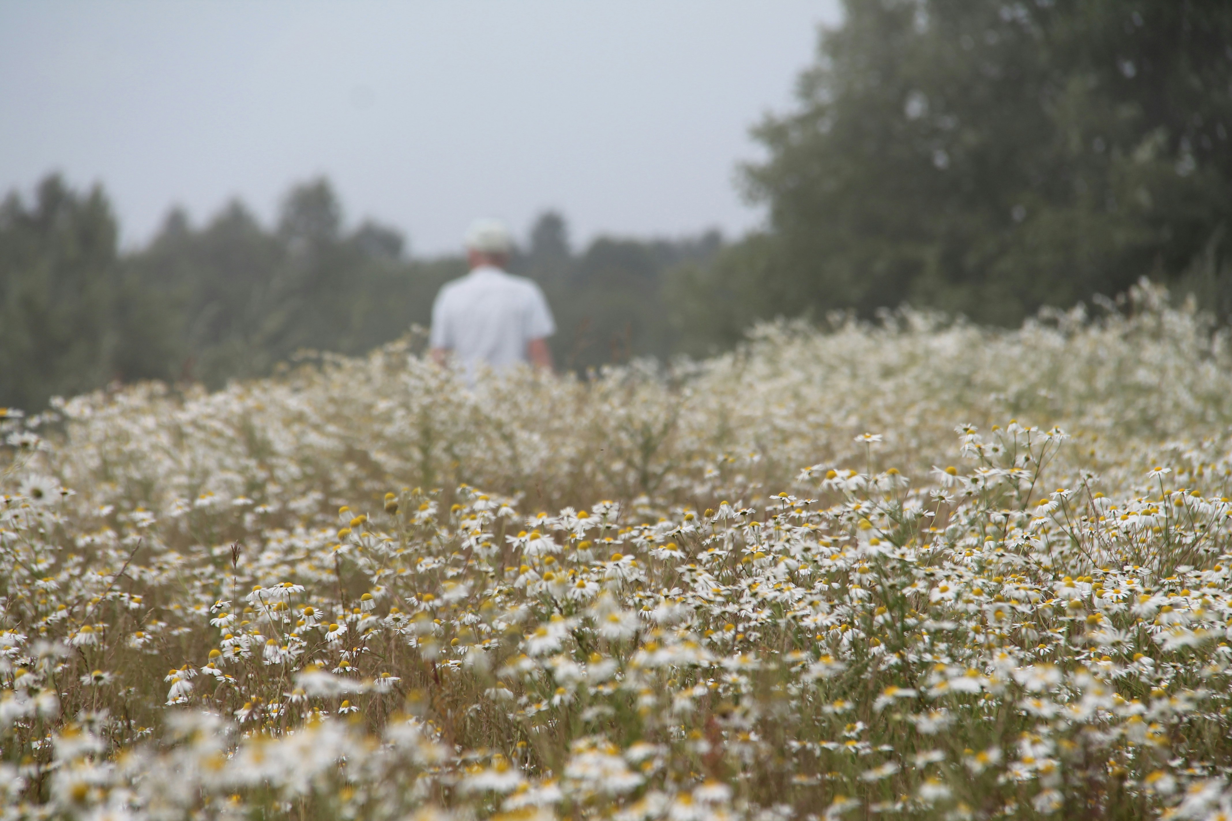 Person walking through a field of wild daisies under a cloudy sky.