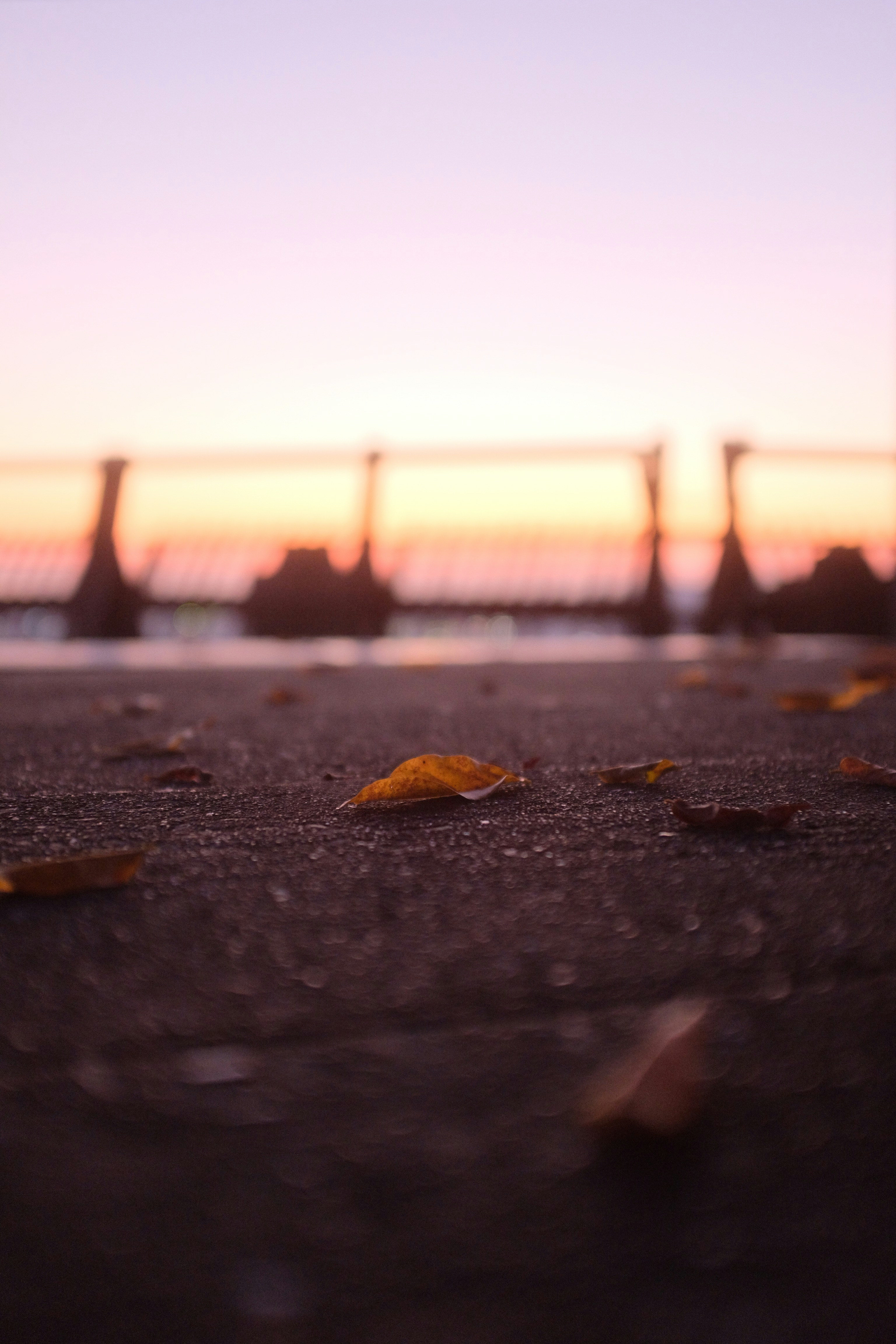 Foreground Leaf on a Sunset-Softened Waterfront Boardwalk
