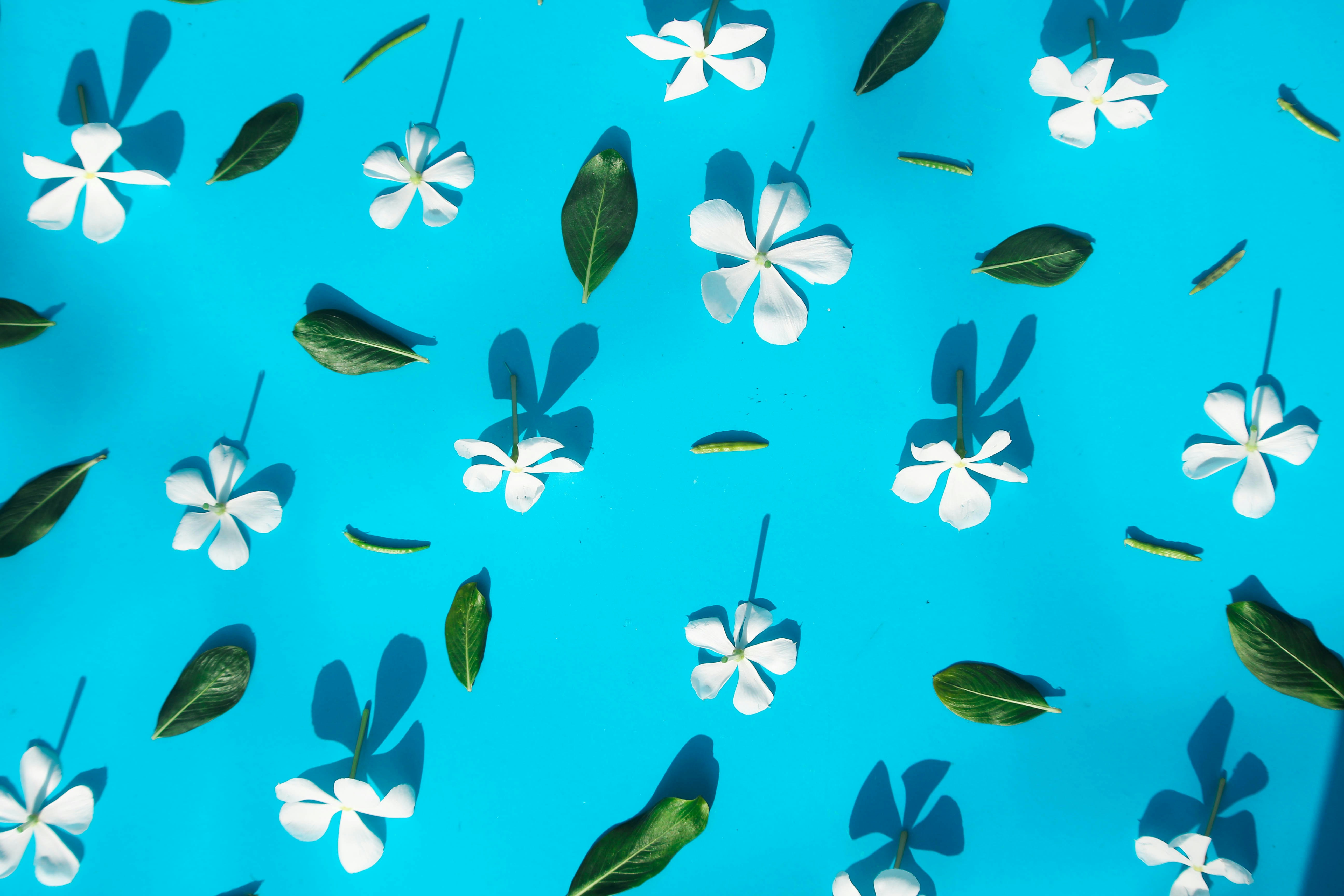 Floating Petals Across a Cyan Pool