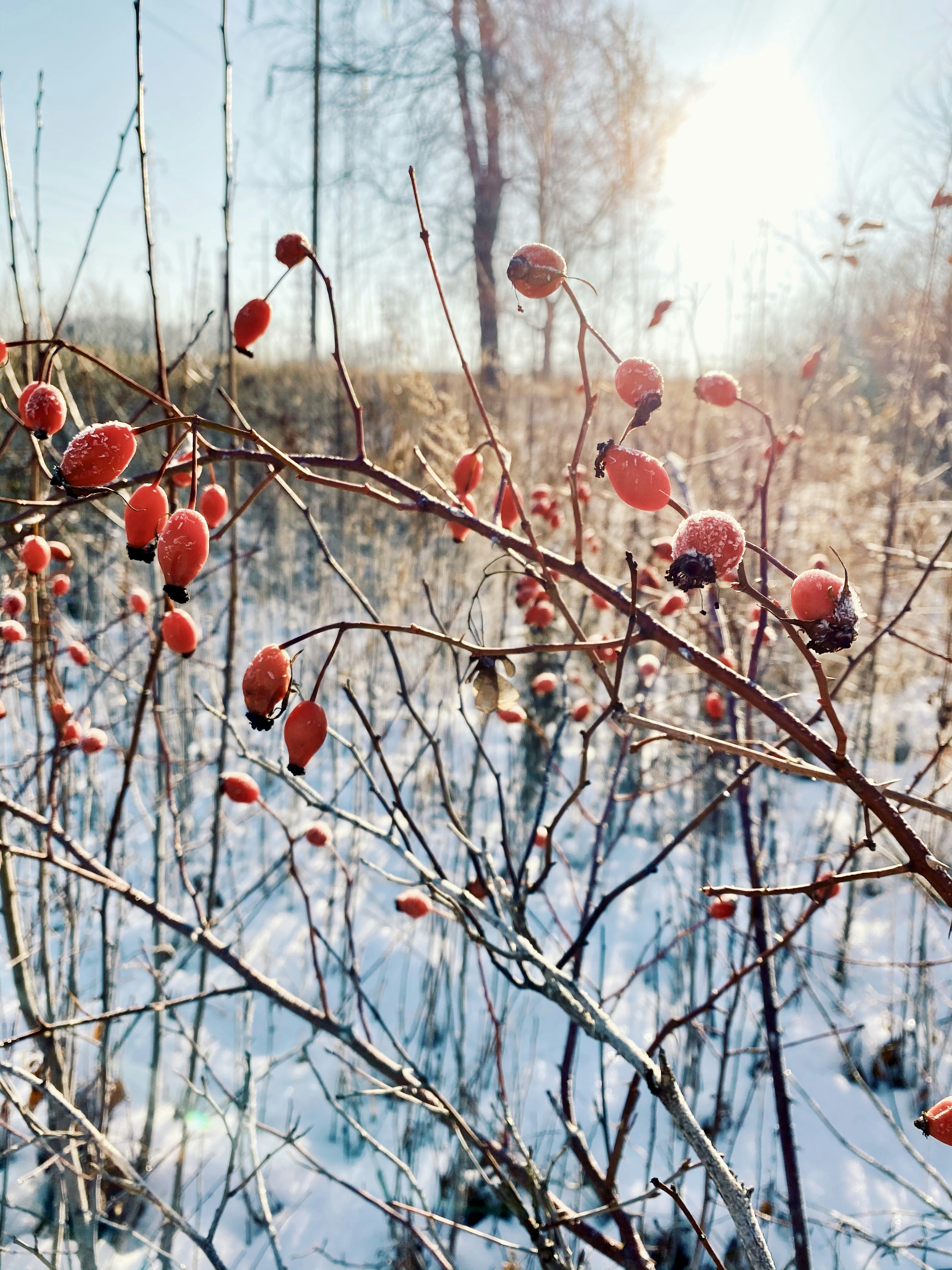 red round fruits on tree branch during daytime