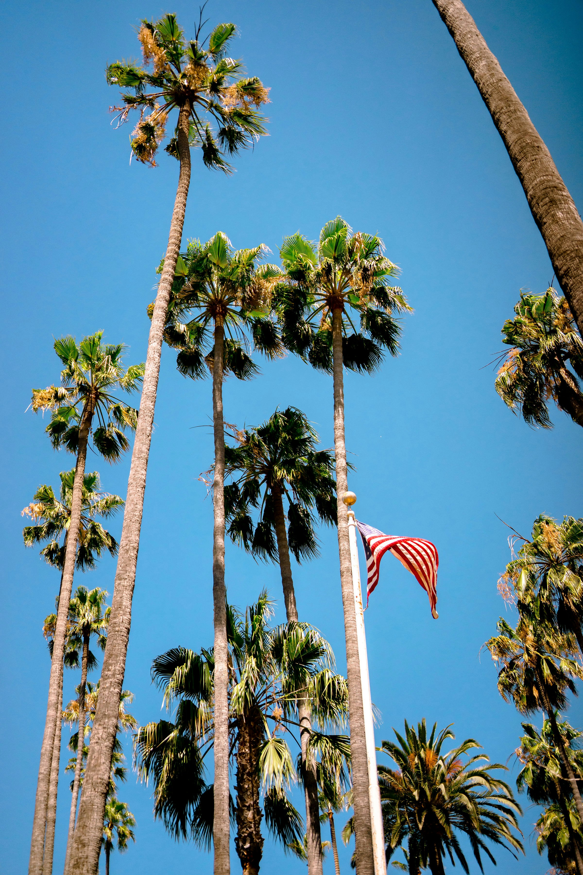 green palm trees under blue sky during daytime