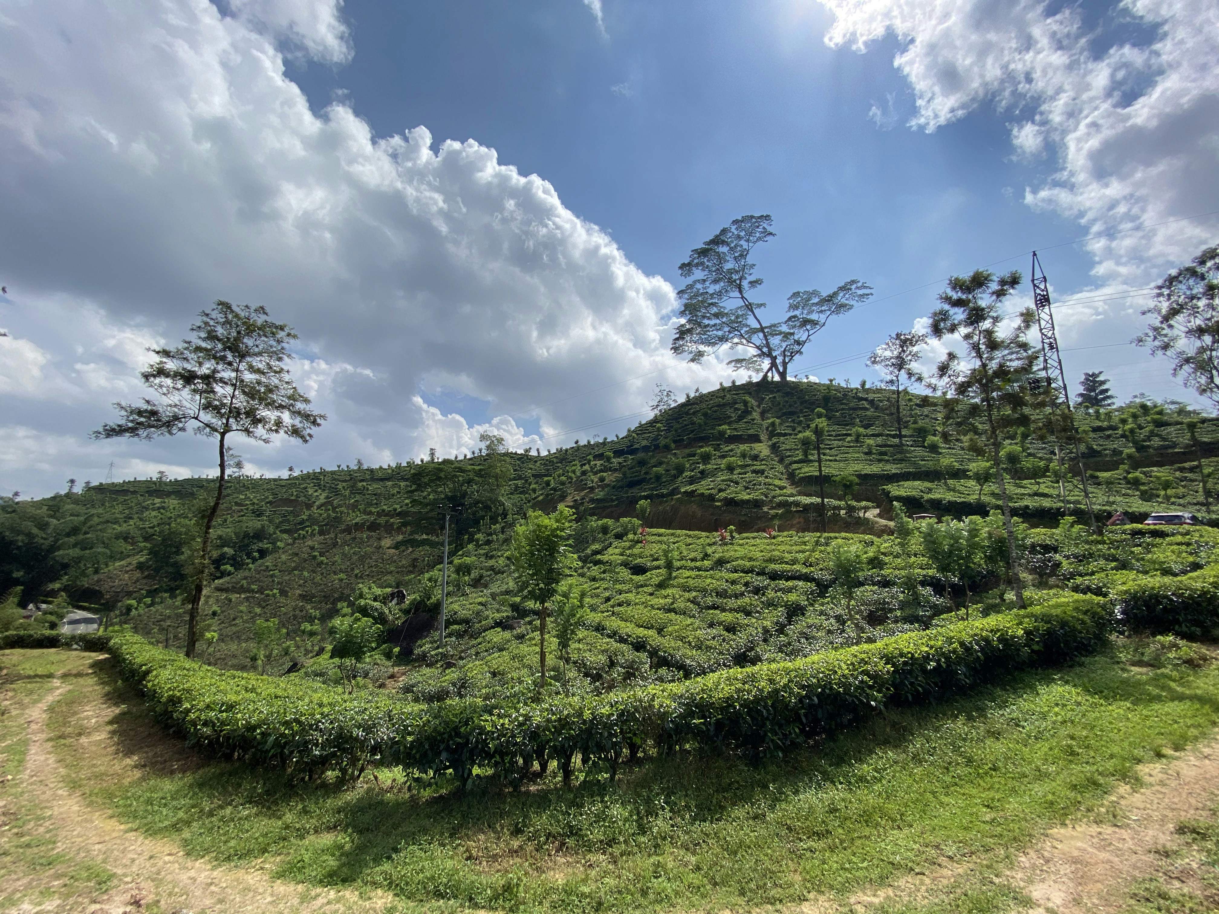 Terraced Tea Hills Framed by a Winding Hedge under a Cloud-Dappled Sky