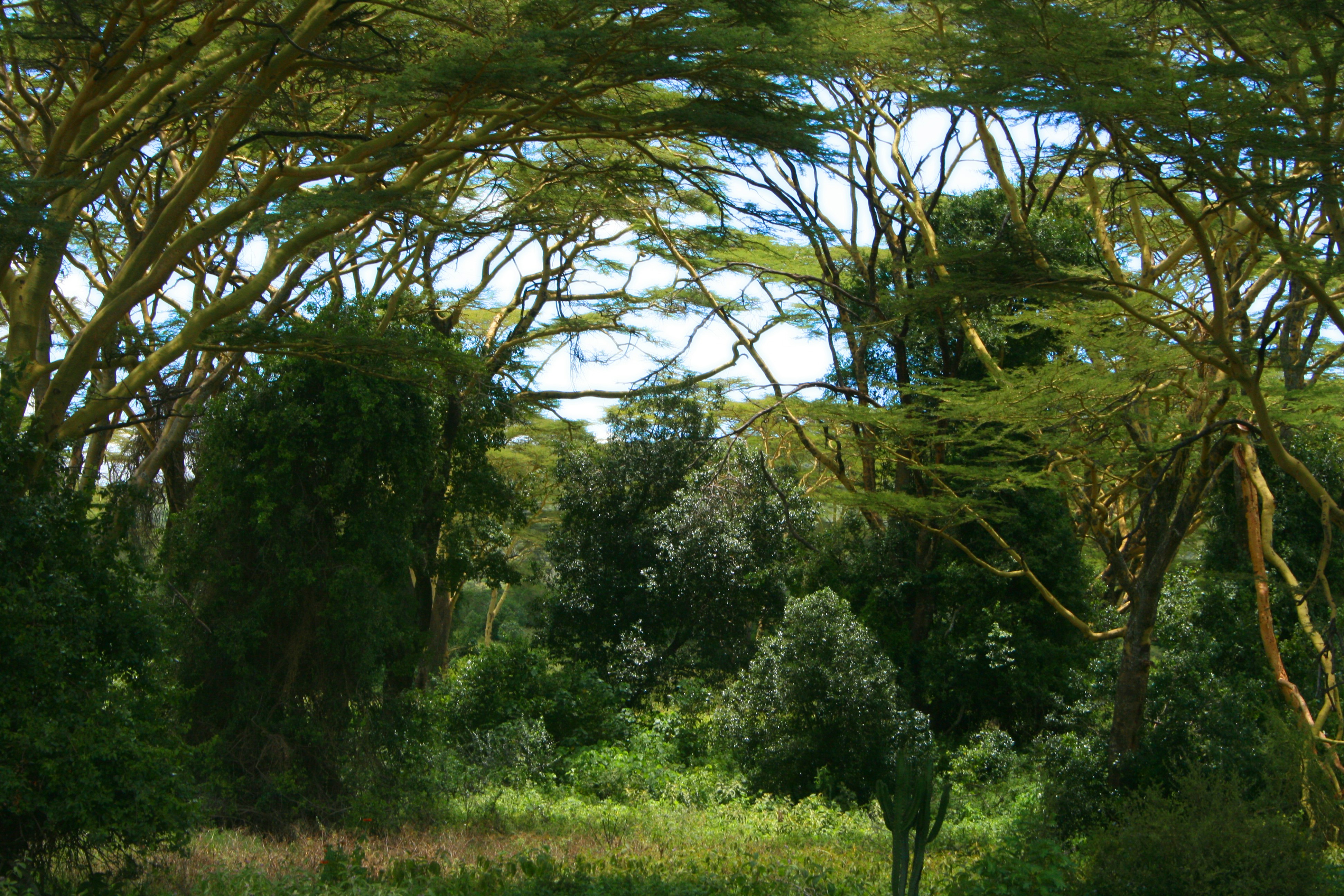 Dense acacia trees form a lush canopy over vibrant green foliage in a tranquil Rift Valley landscape.