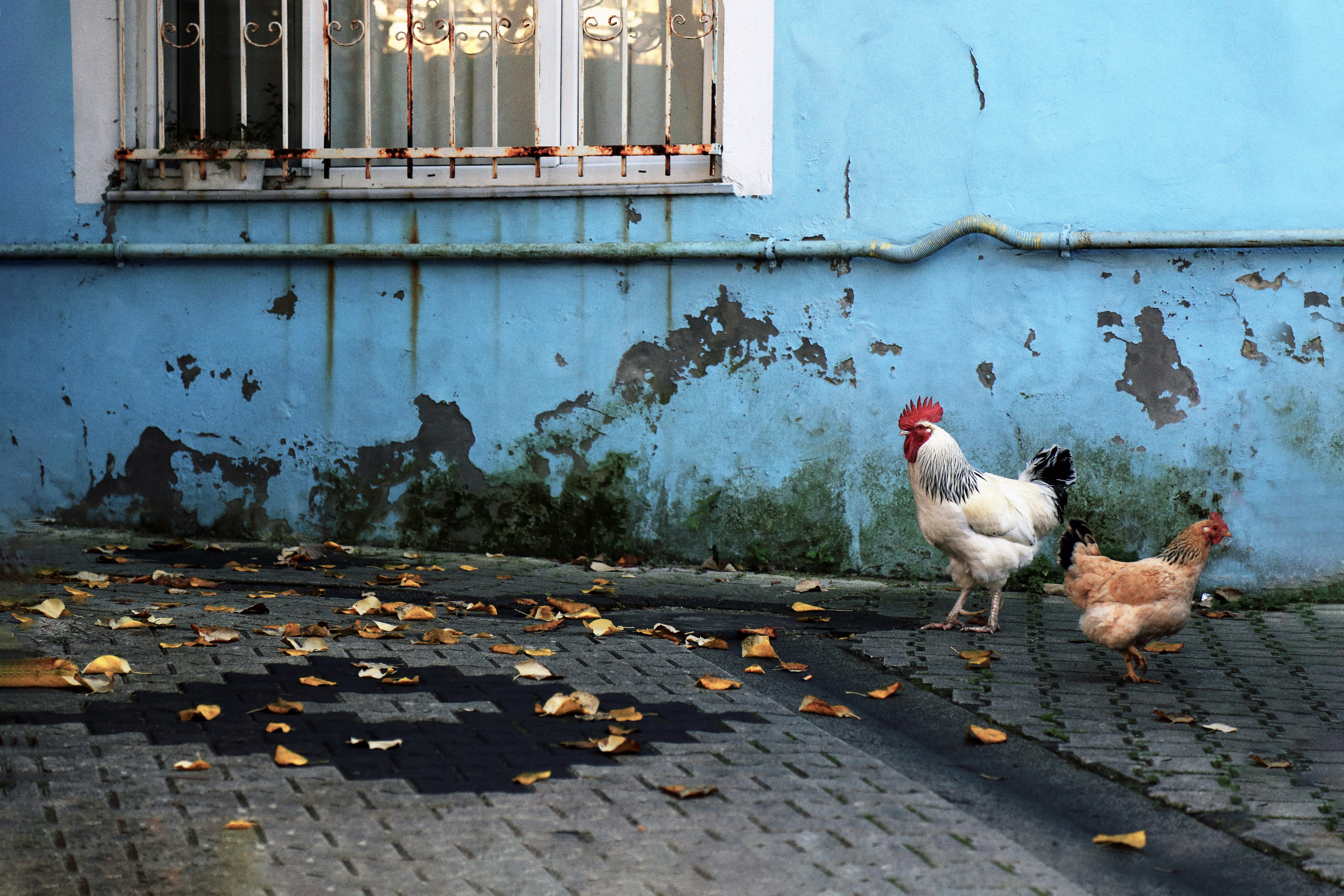 white rooster on gray concrete floor