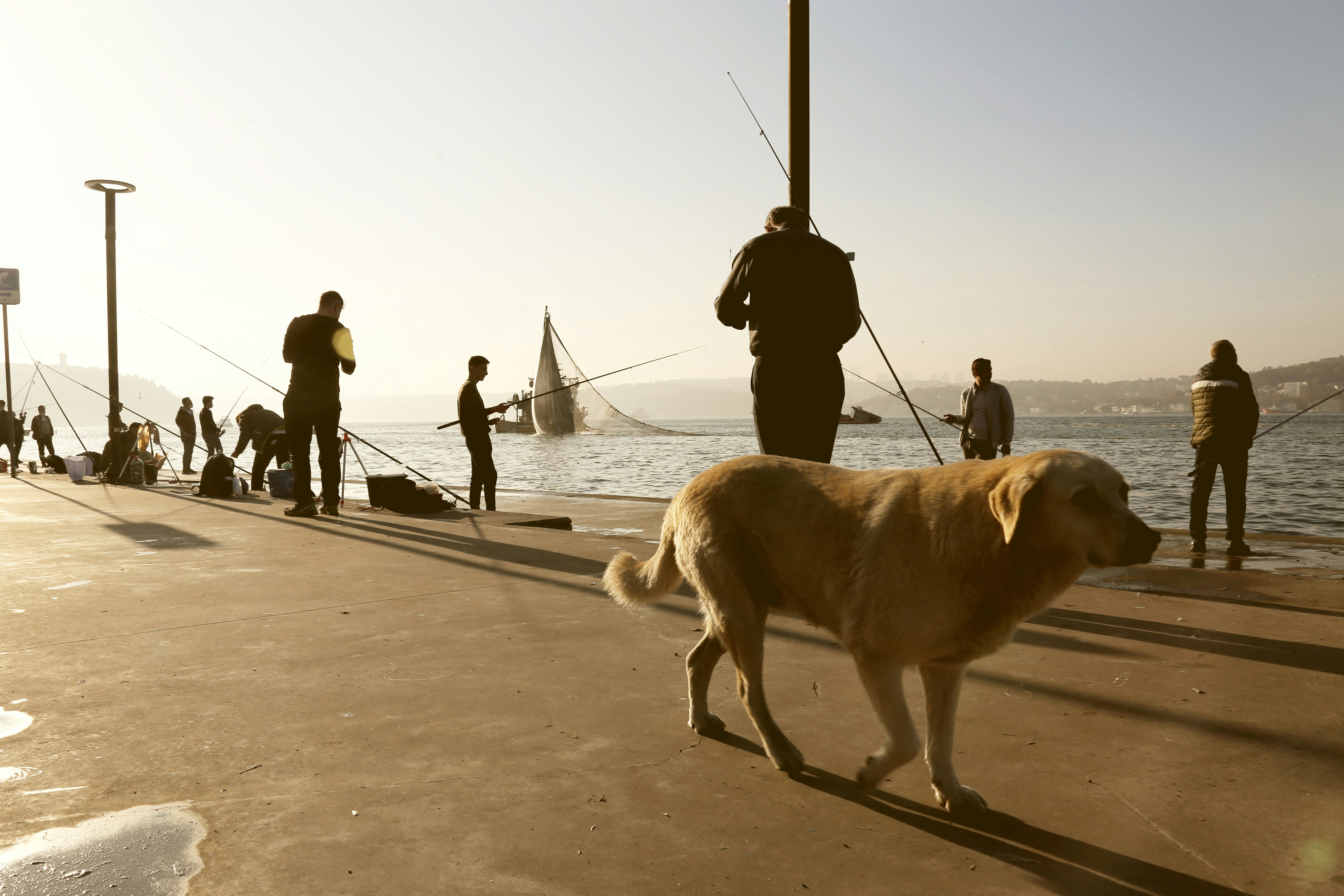 people walking on beach with yellow labrador retriever