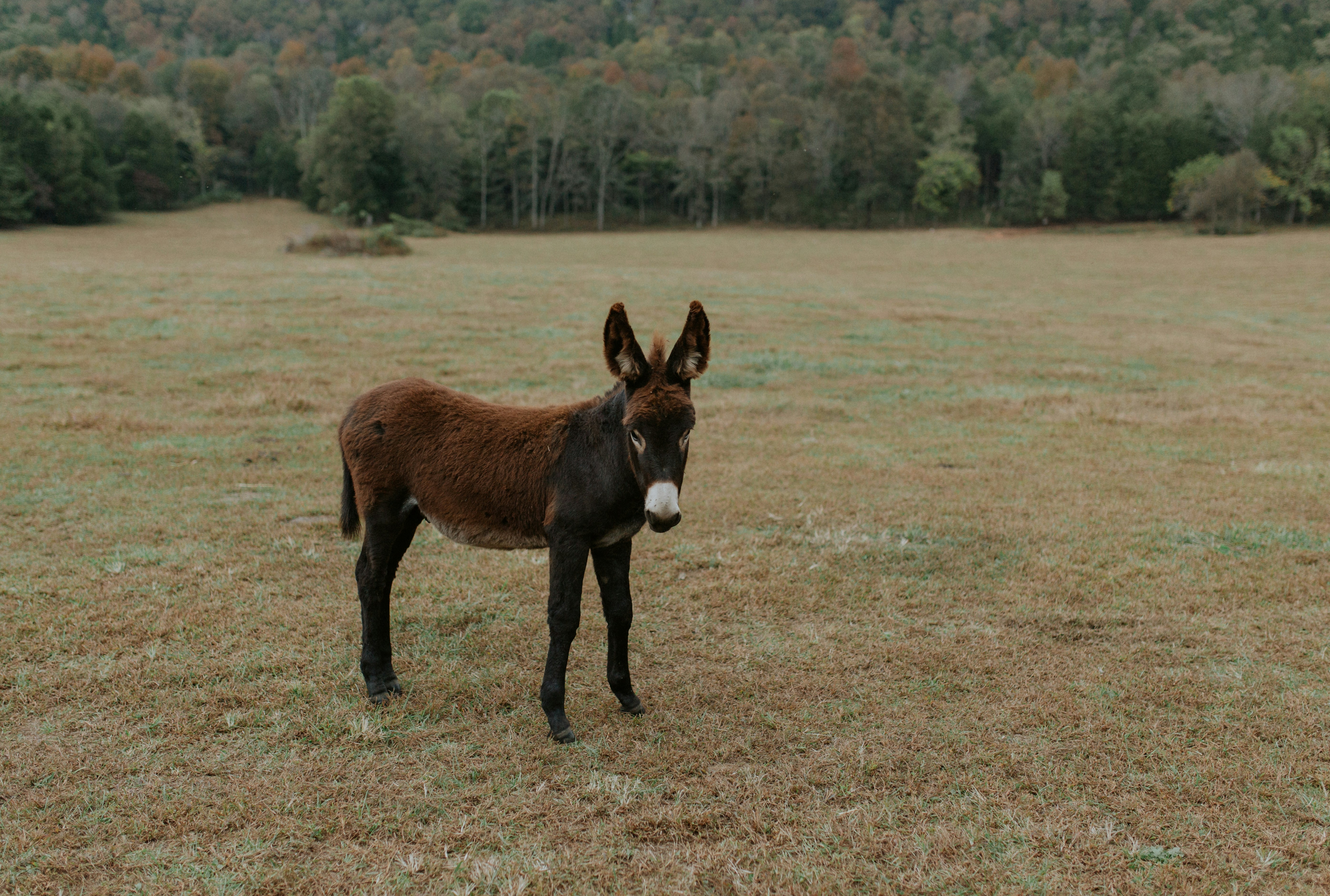 A young donkey stands alone in a tranquil meadow, surrounded by a backdrop of softly colored trees. The scene captures the essence of rural life.