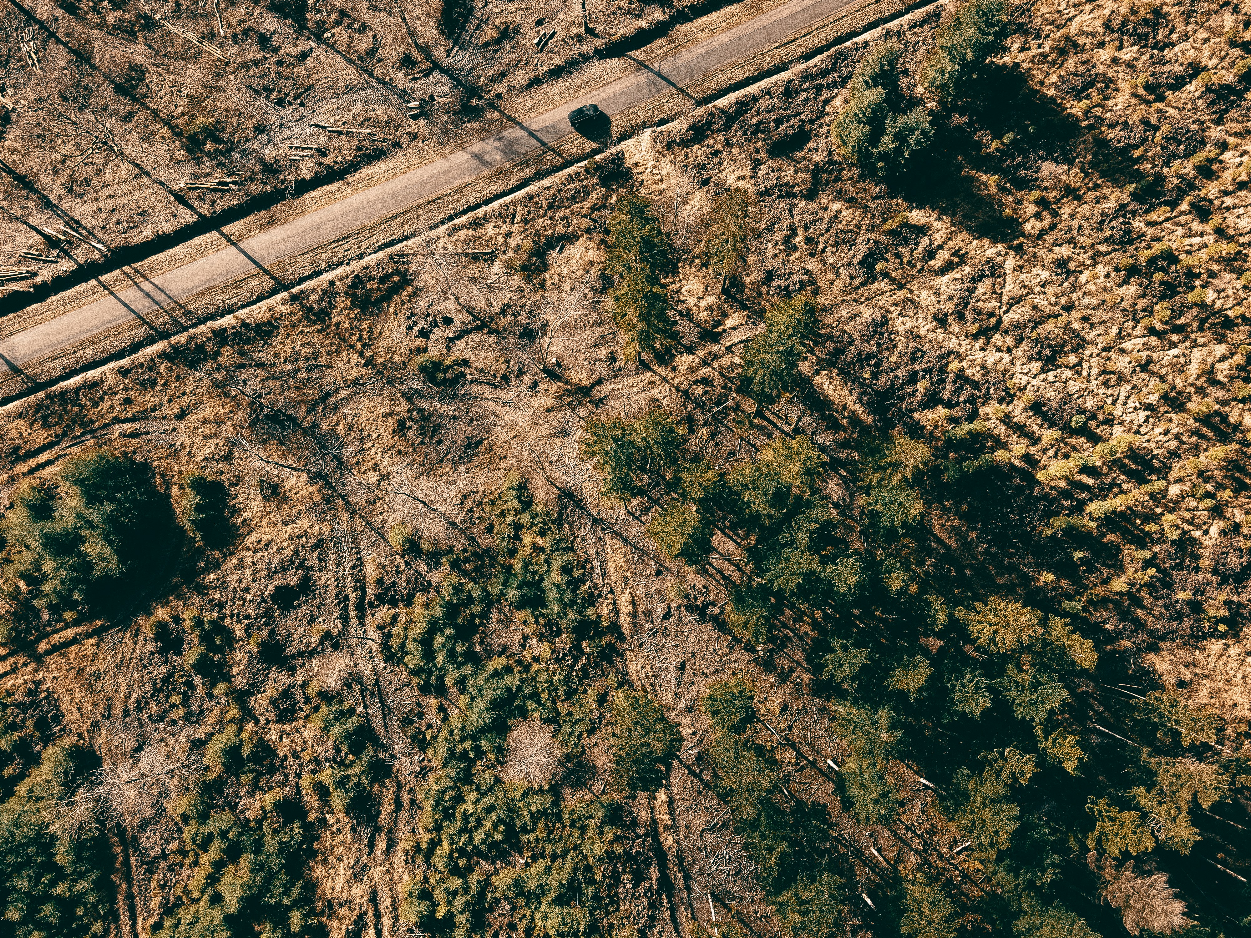 aerial view of road in the middle of trees