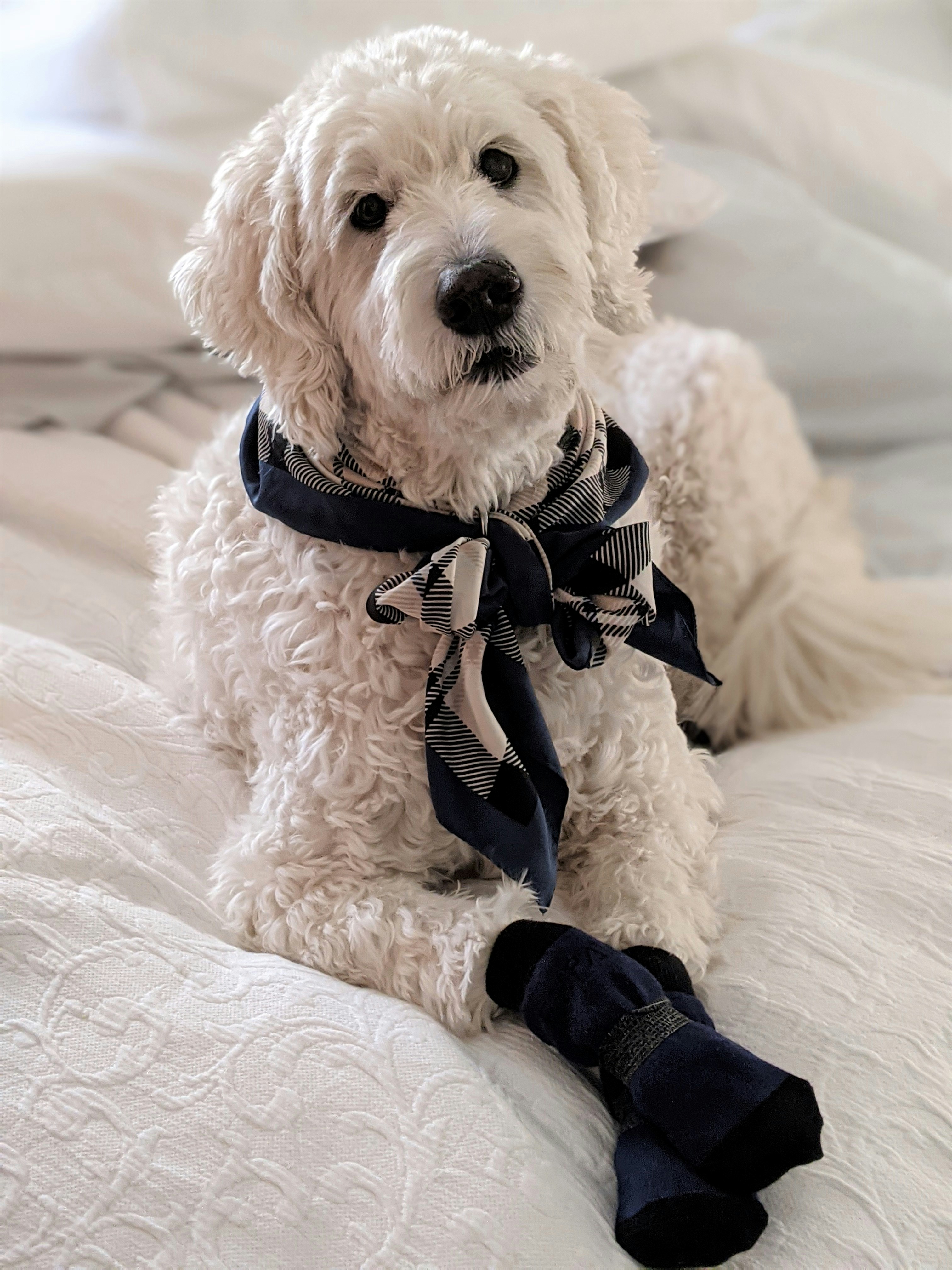 Snowy Hound in a Nautical Bow on a Quiet Morning