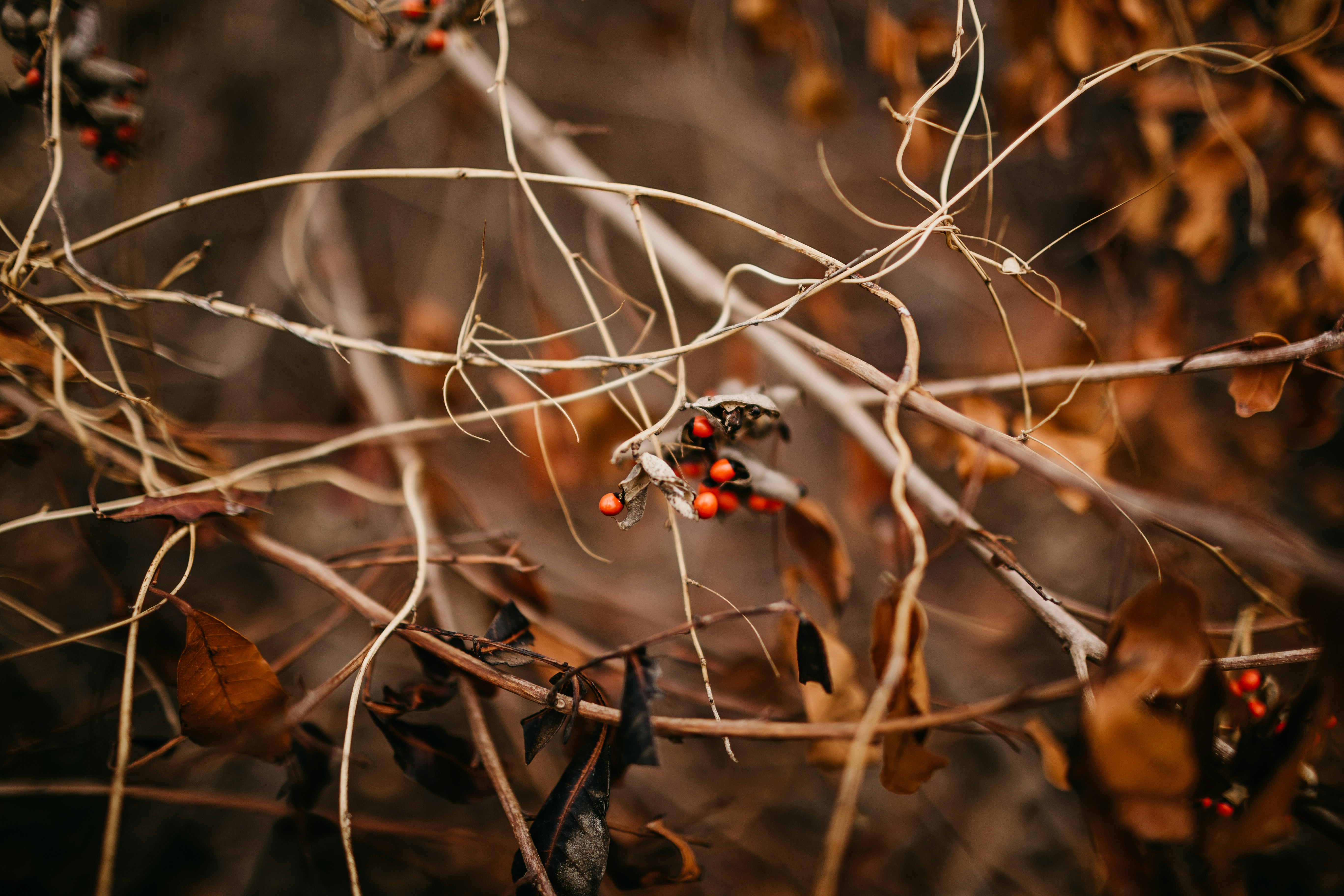Crimson Orbs Tangled in a Winter Thicket