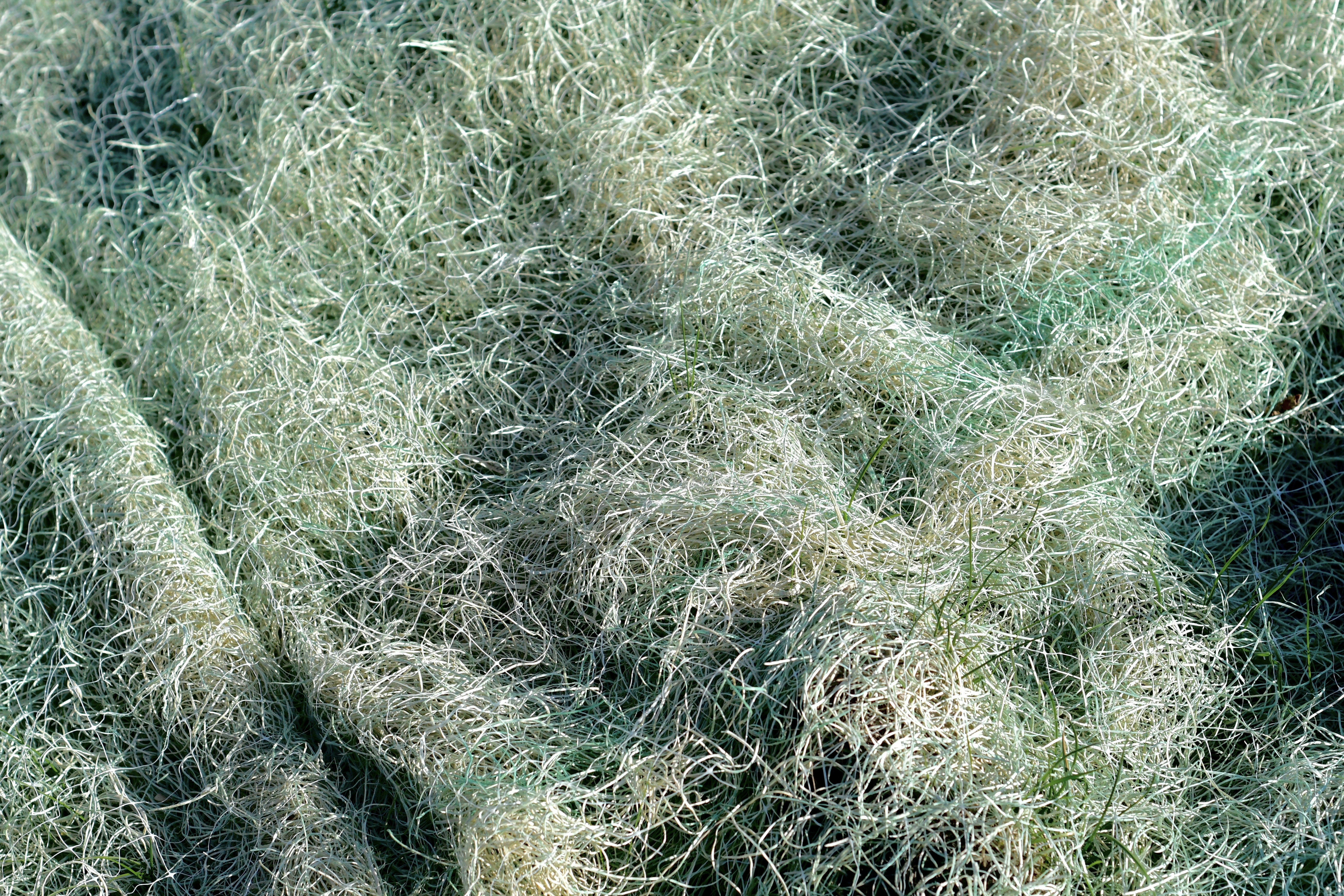 green and brown grass field