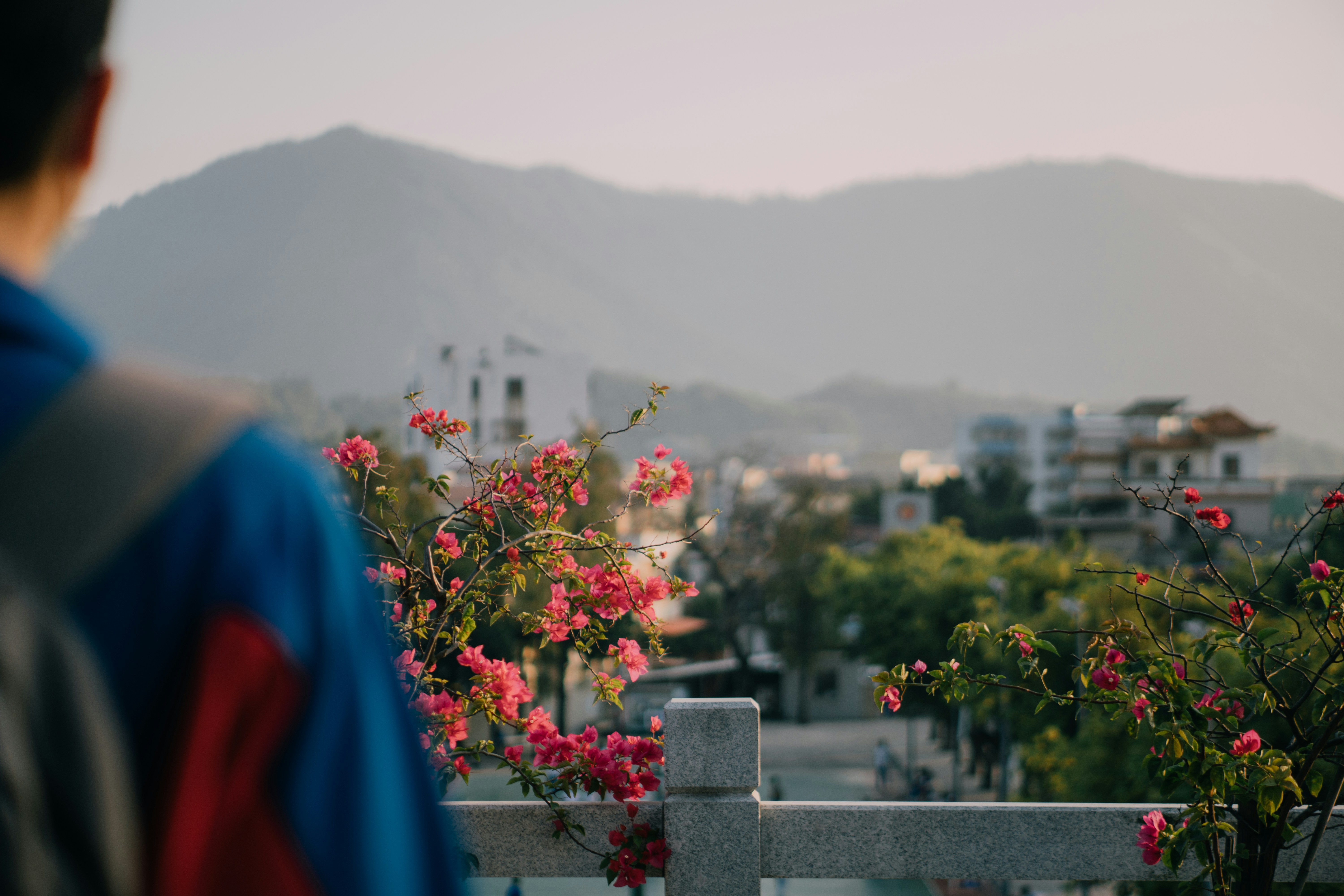 Roses on the railing frame a quiet urban horizon beneath mountain silhouettes