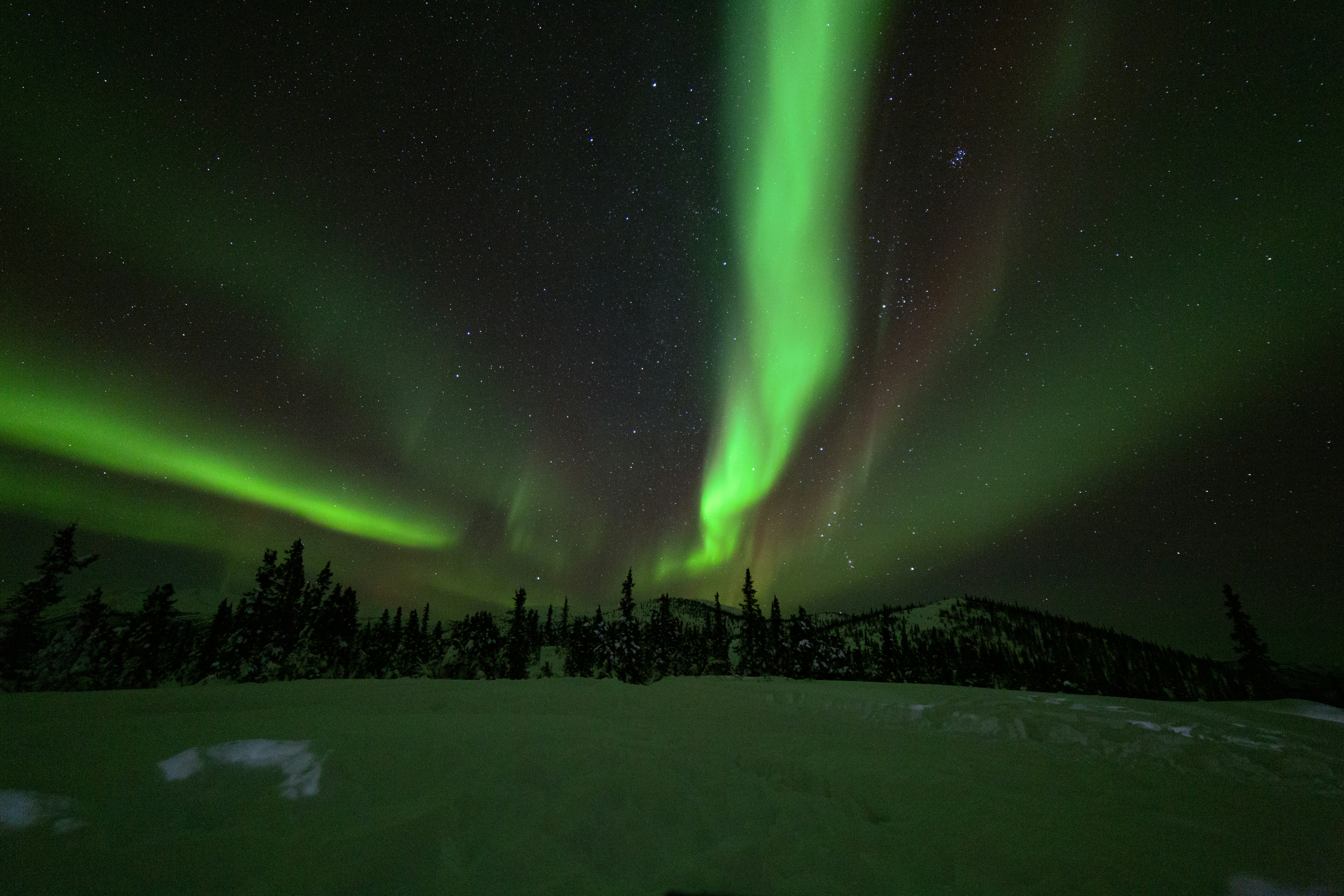 Vibrant green aurora borealis illuminates a starry night sky above snow-covered trees.