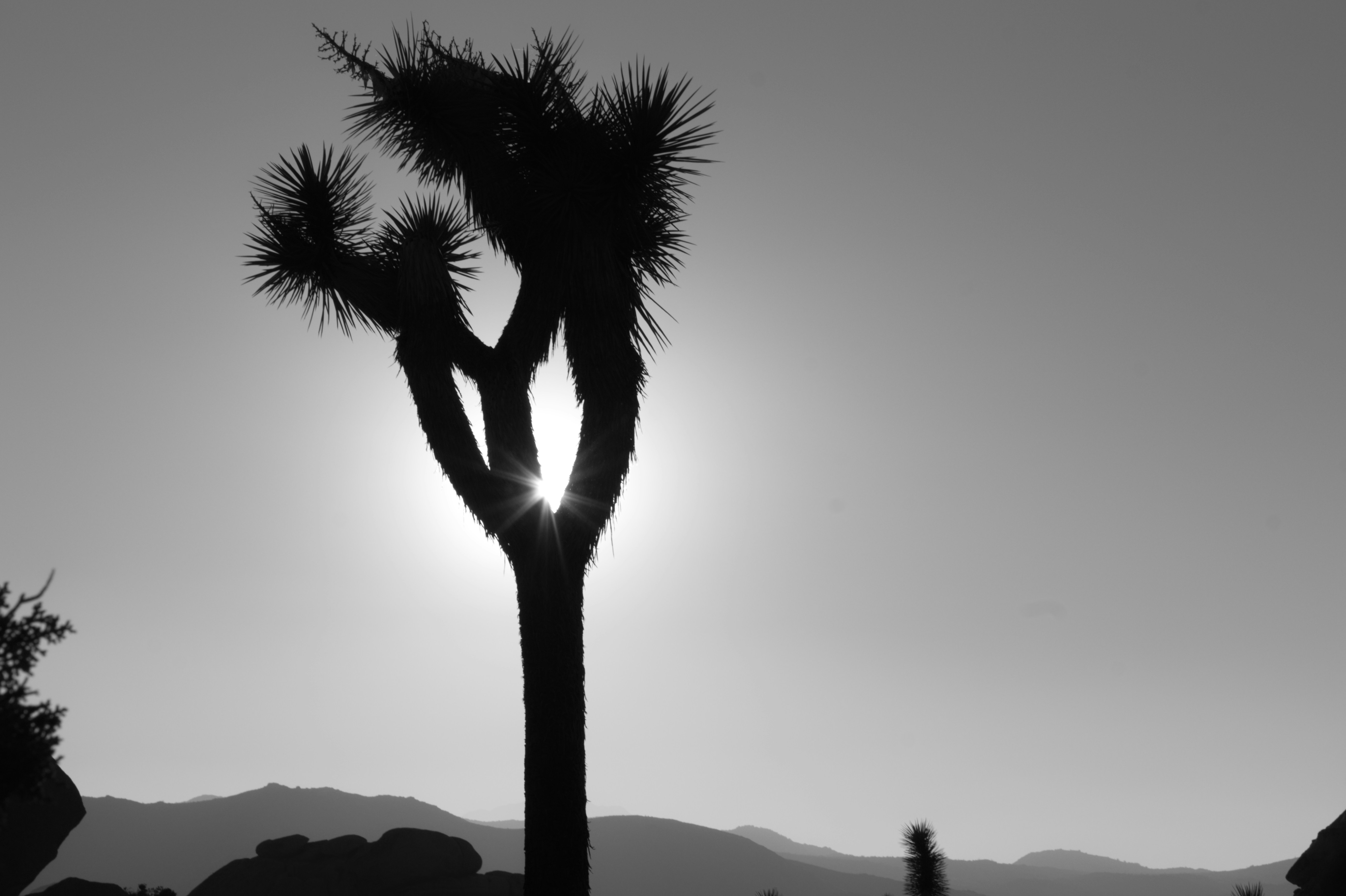 Sunburst Silhouette: Joshua Tree Against a Desert Dawn