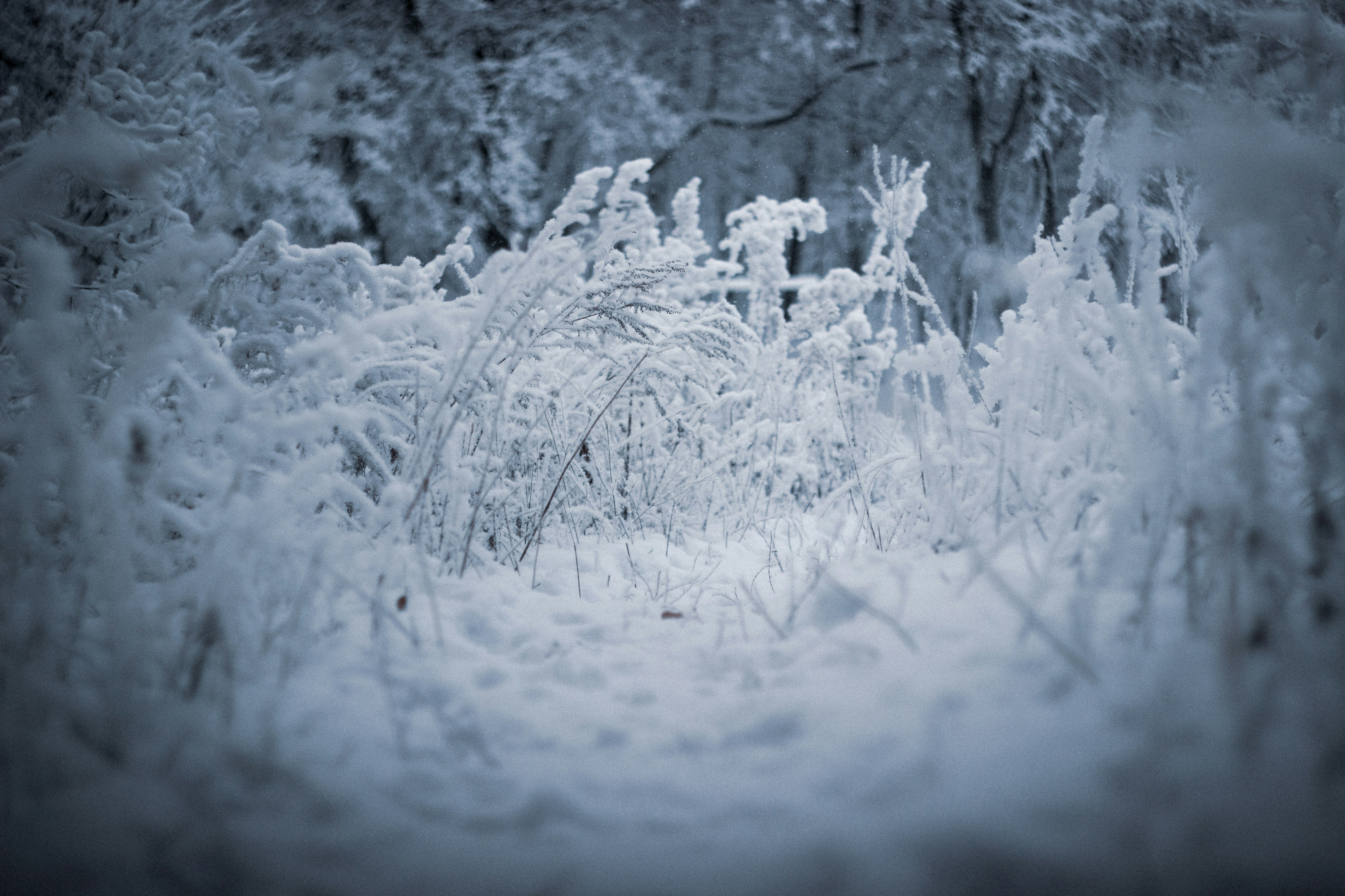 Snow-covered grasses create a serene pathway through a winter landscape, inviting exploration. The scene captures the quiet beauty of a frosty morning.