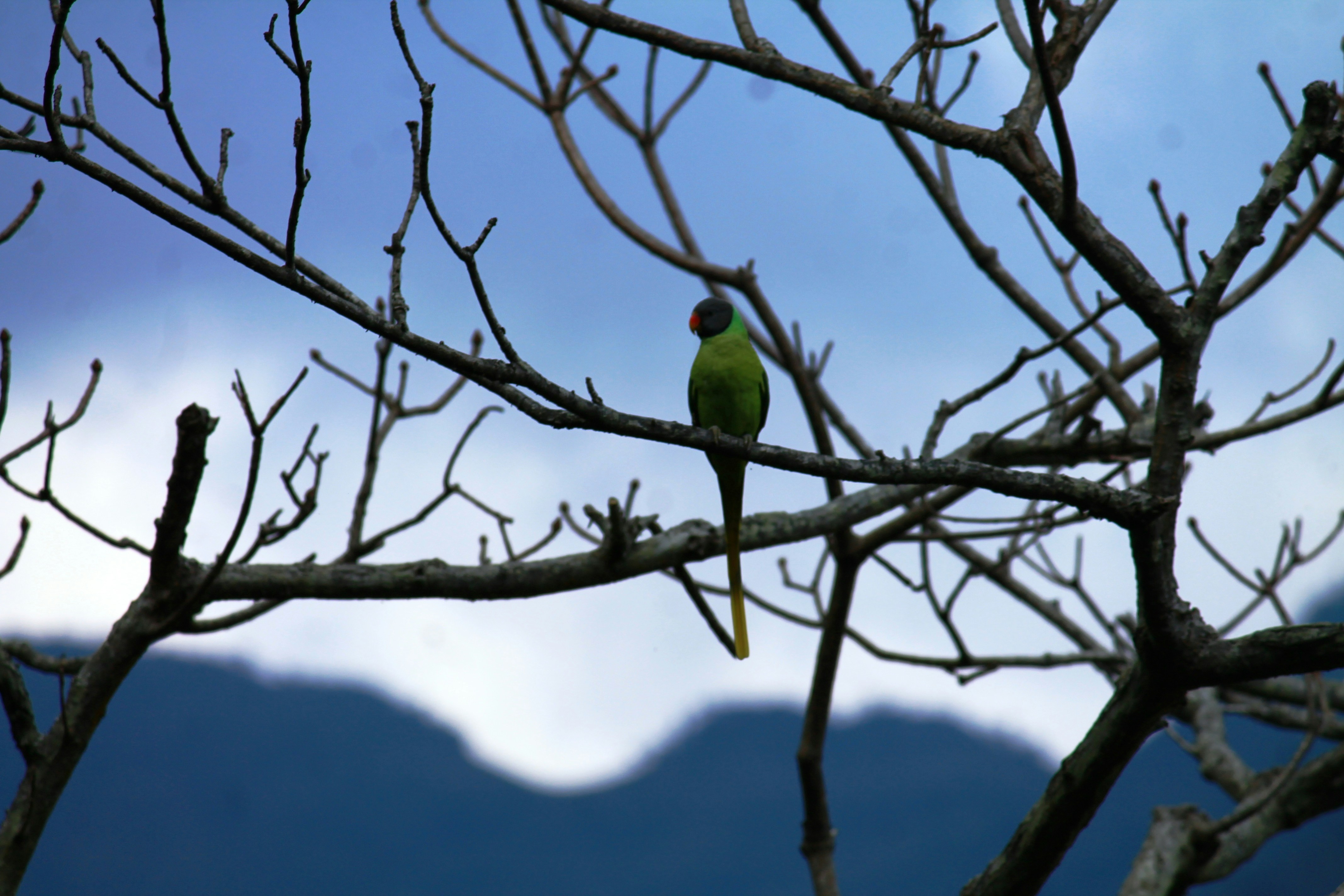 Emerald Perch: A Green Bird amid Budding Branches Against Distant Peaks