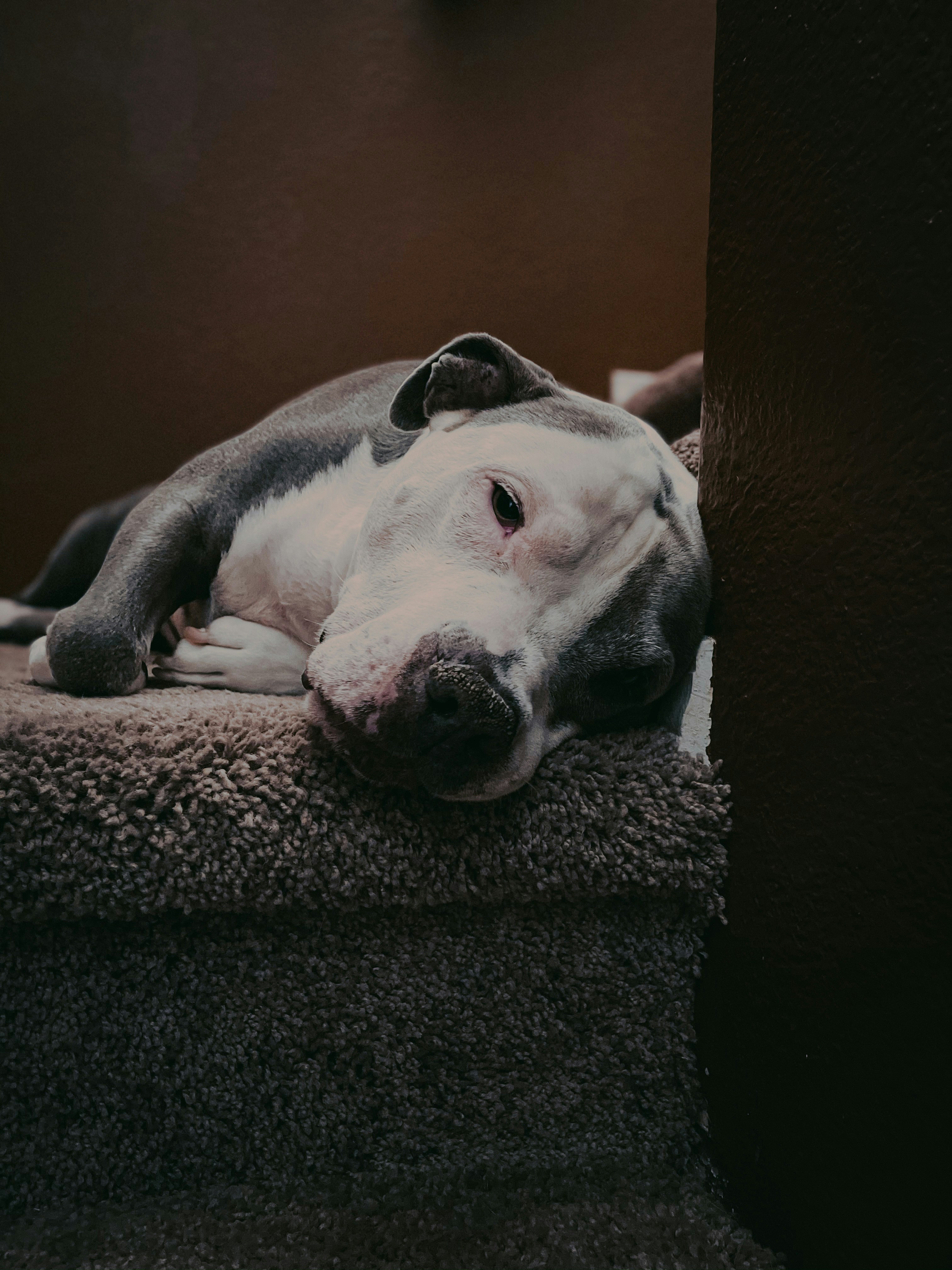Nap on the Stairs: A Quiet Moment with a Sleepy Pup
