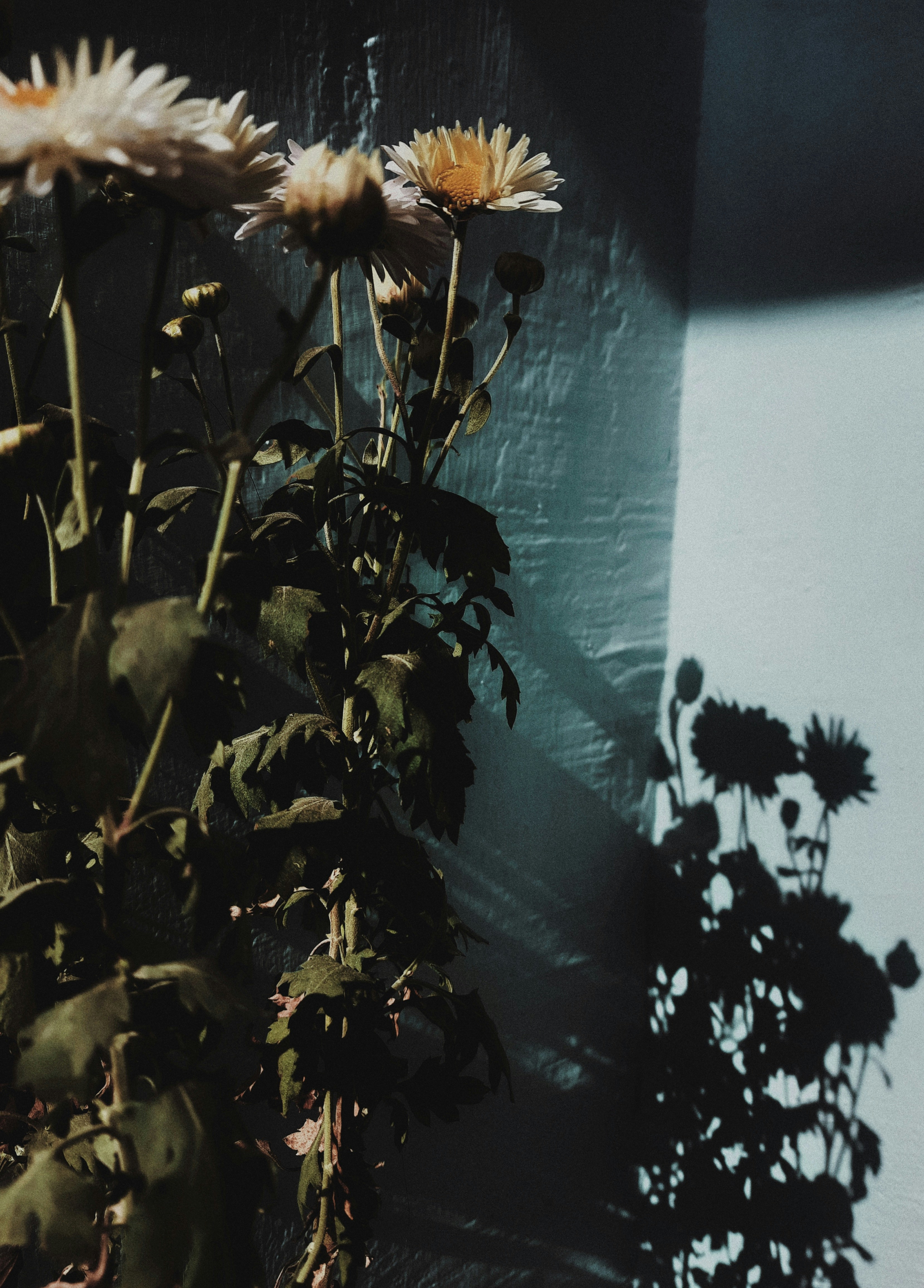 White daisies with green stems stand against a textured wall. Strong shadows of the blooms stretch across the surface.